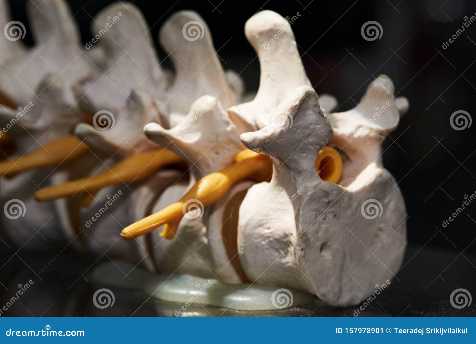 Close-up View of Artificial Human Lumbar Spine Model Stock Image ...