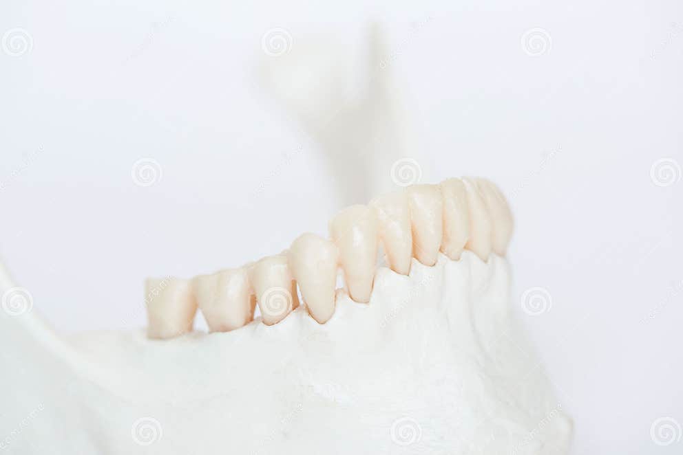 Close-up View of Artificial Human Teeth on Jaw Bone Model Stock Photo ...