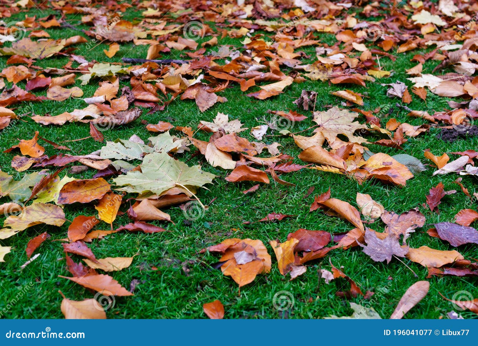 Close Up View of Autumn Leaves on Grass Stock Image - Image of ...