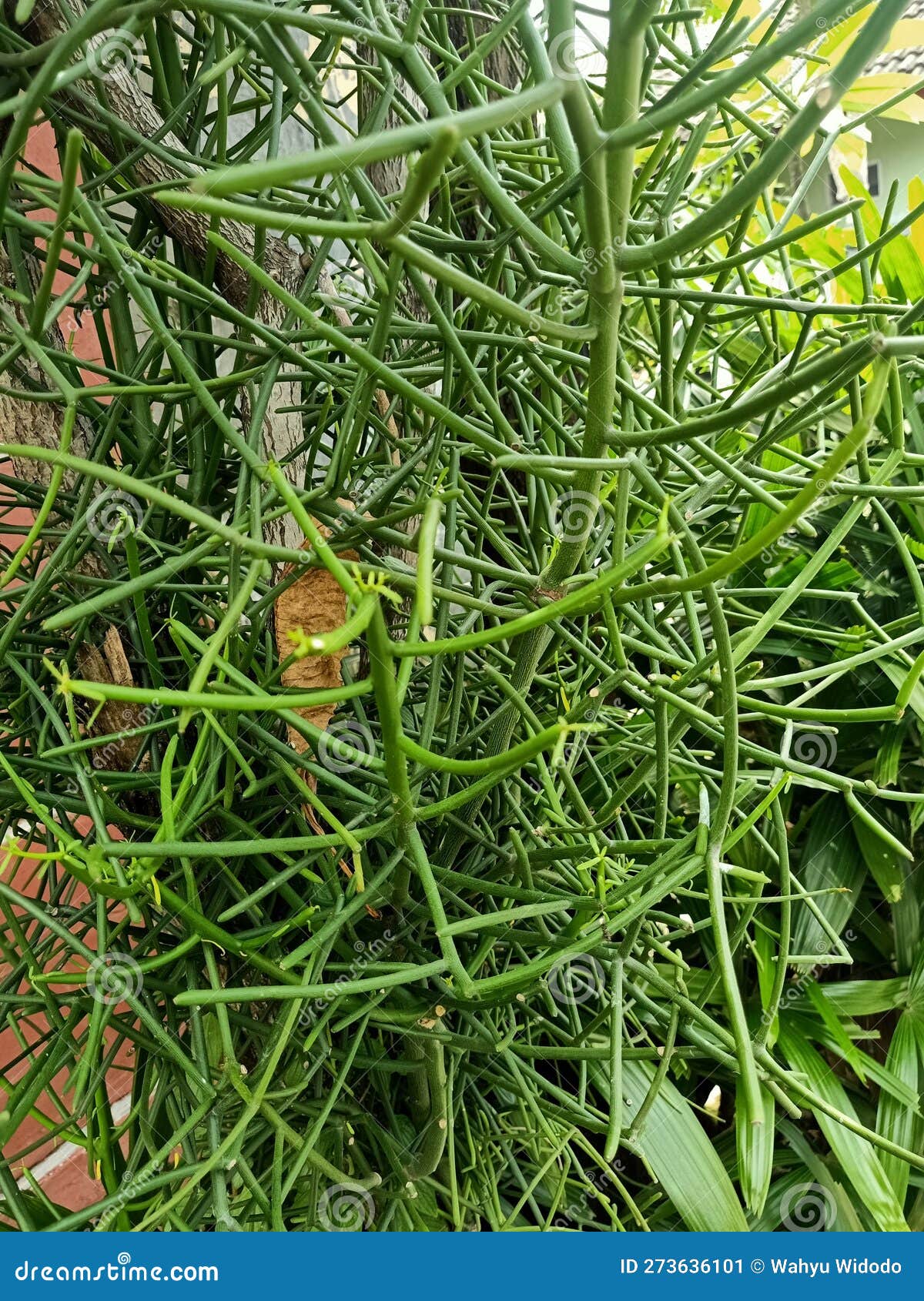 Close Up View of Aveloz Plant Stock Image - Image of plant, green ...