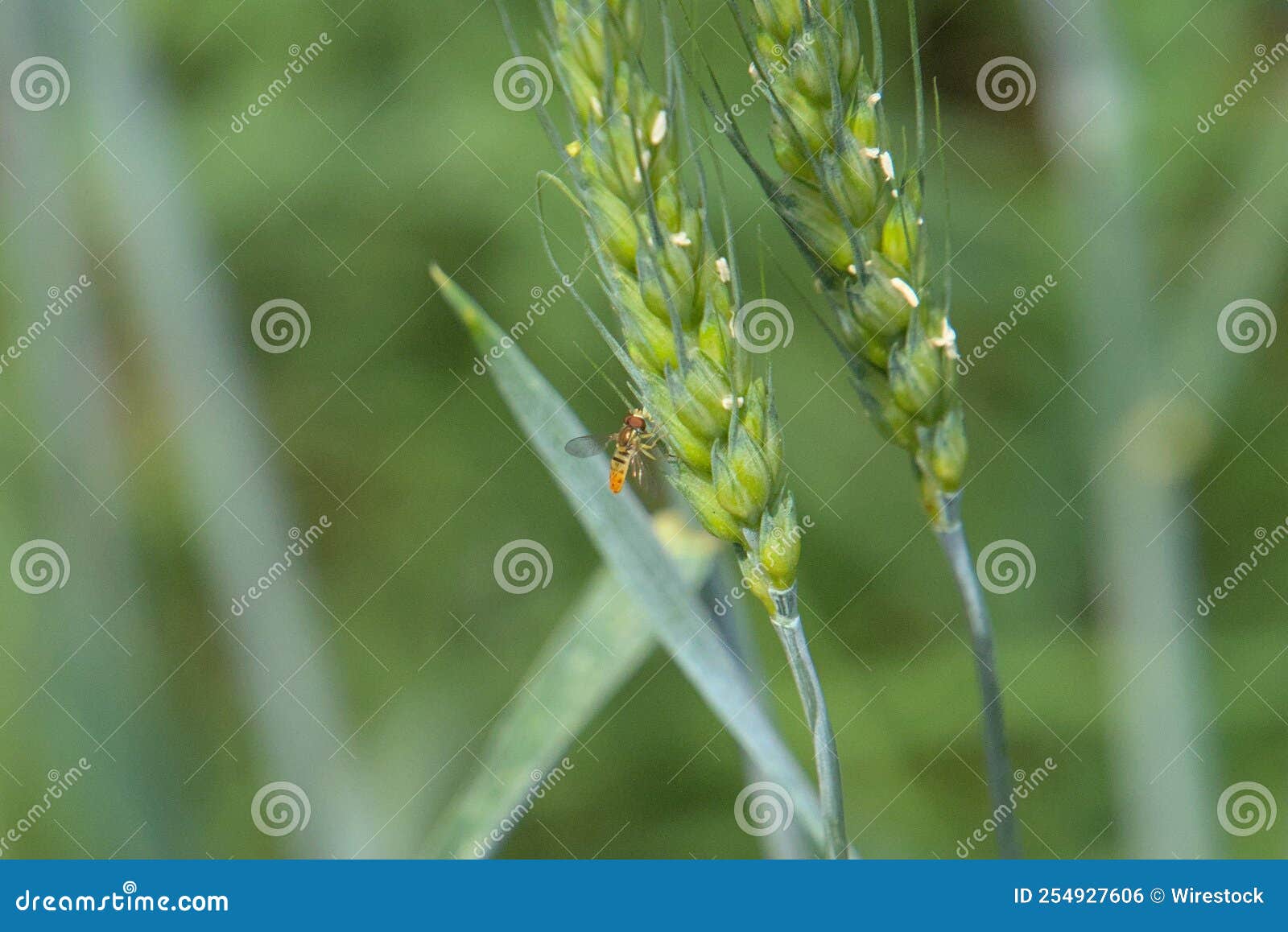 Close-up View of a Baby Bee on the Green Wheat Stock Photo - Image of ...