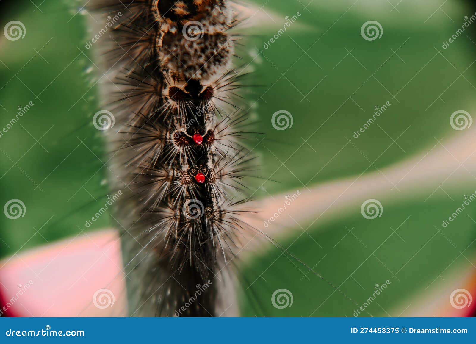 Close-up View of the Back of the Caterpillar& X27;s Back Stock Image ...