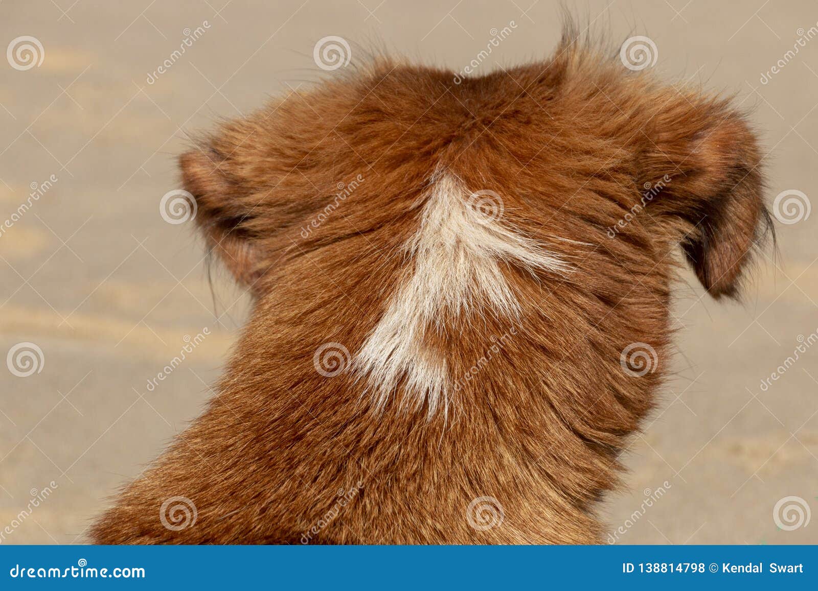 The Back of a Dogs Head stock photo. Image of outside - 138814798