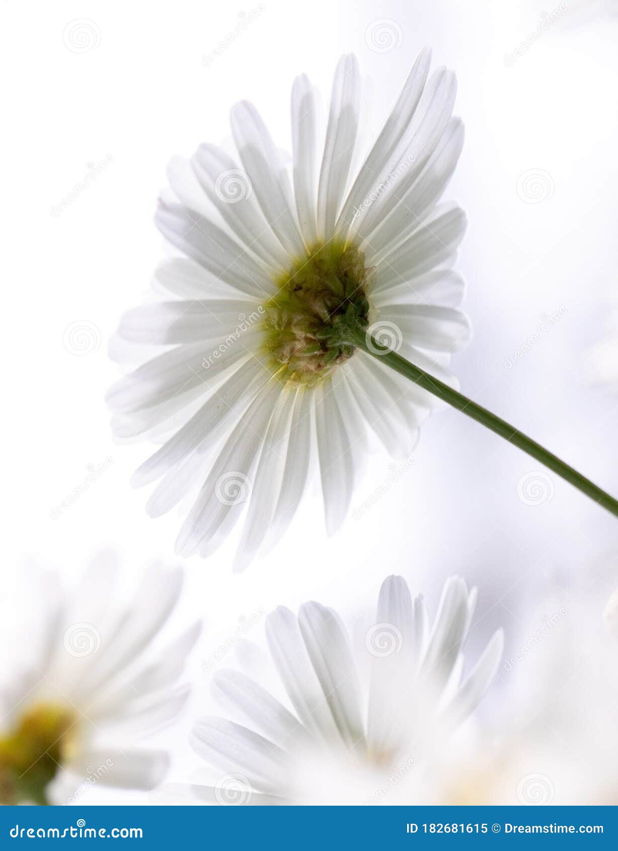 Back of White Daisy Close Up Stock Image - Image of spring, flower ...