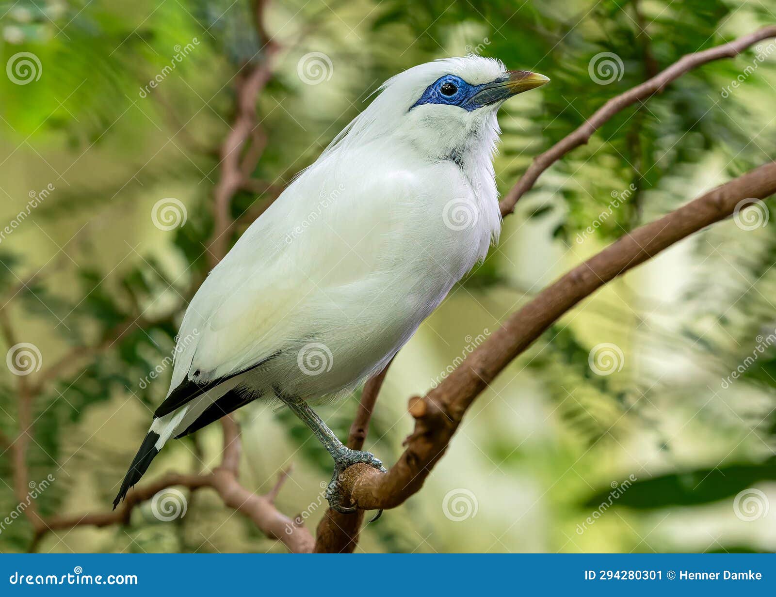 Bali Myna, Also Known As Rothschild's Mynah, Bali Starling, Or Bali ...
