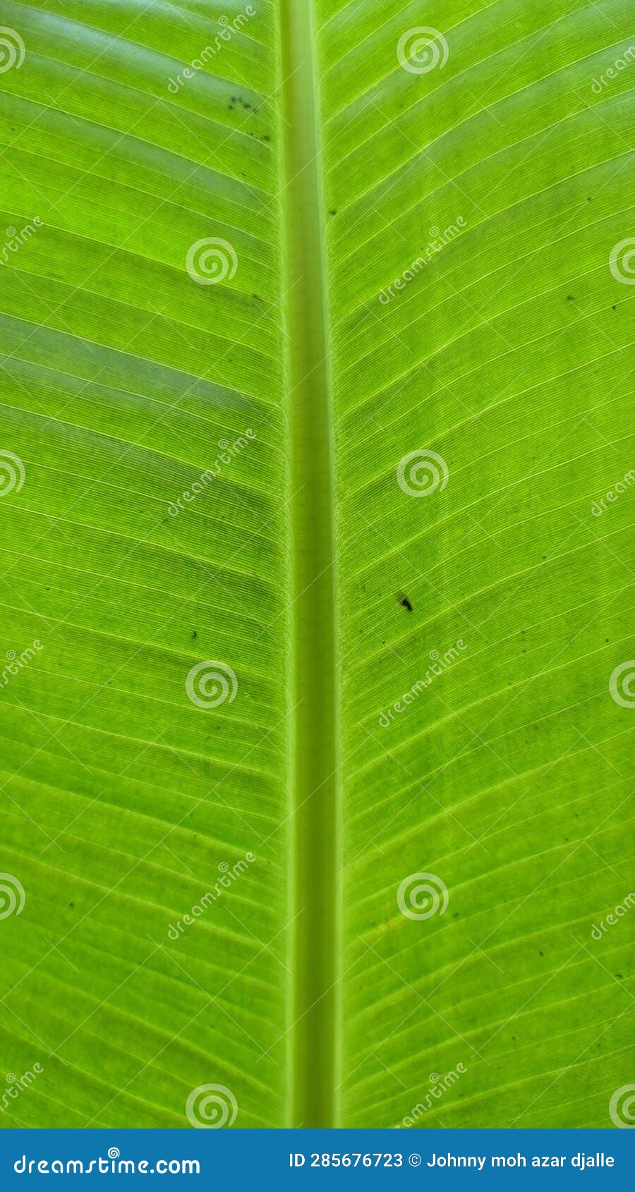 Close Up View of Banana Leaf Textured Stock Image - Image of close ...
