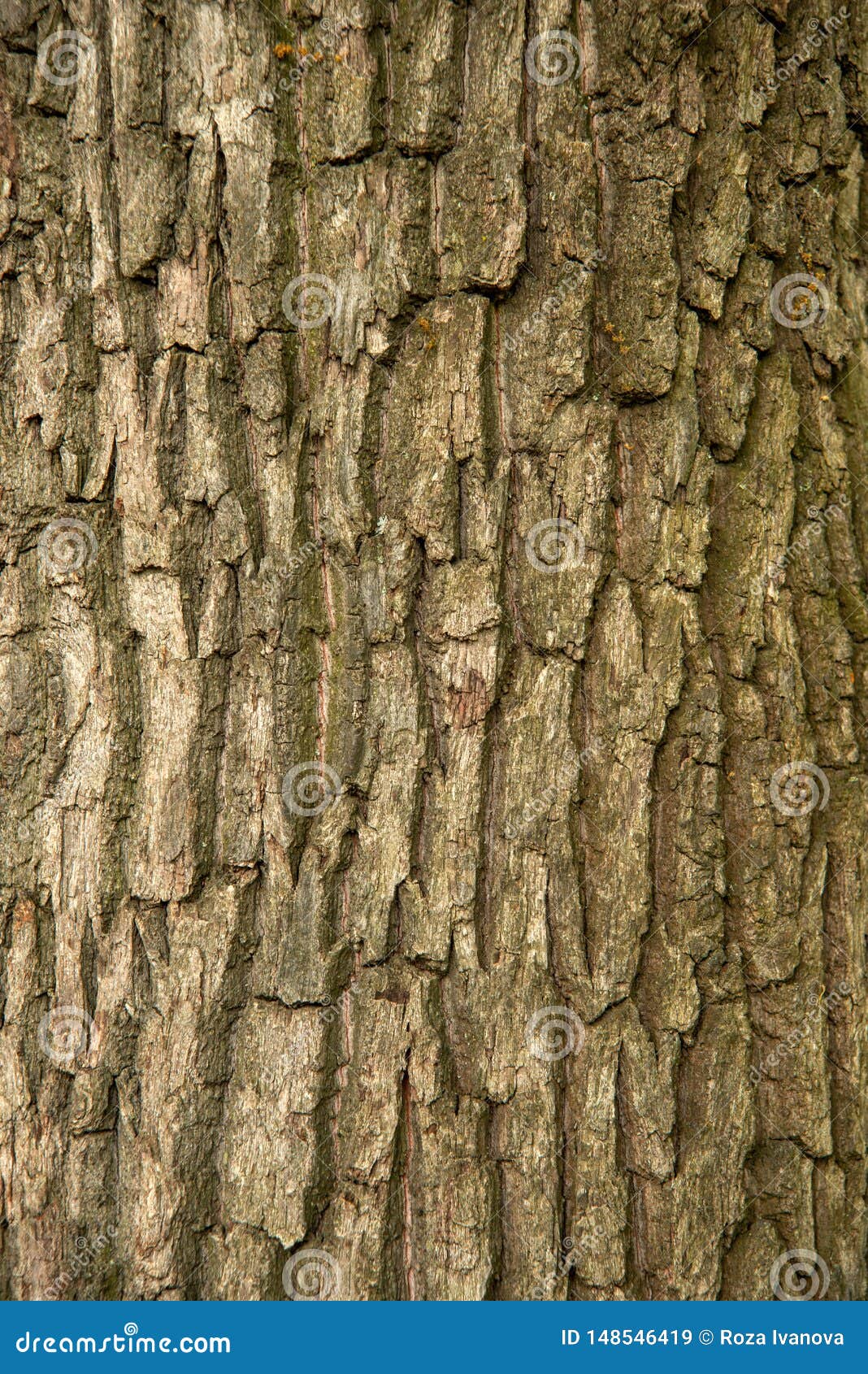 Close Up View of the Bark on the Trunk of an Oak Tree, Top View ...