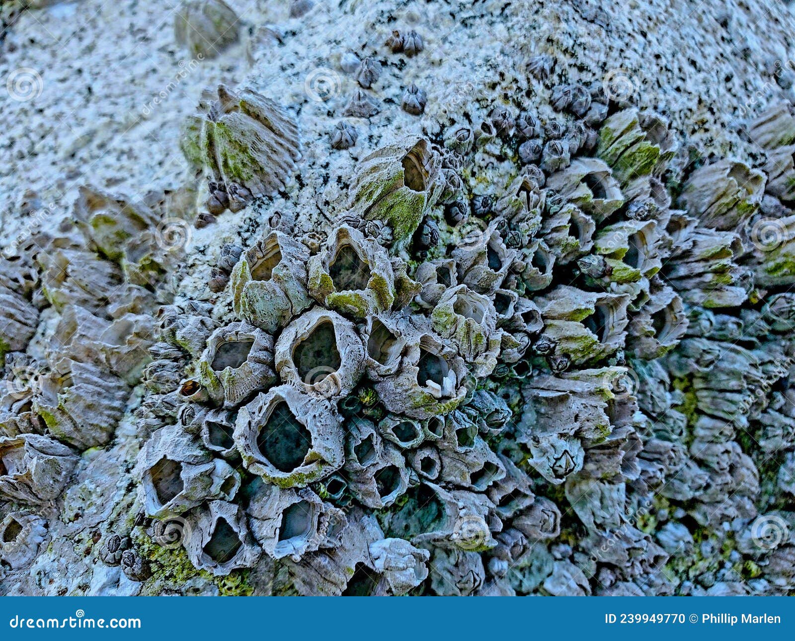 A Close Up View of Barnacles during Low Tide Stock Photo - Image of ...