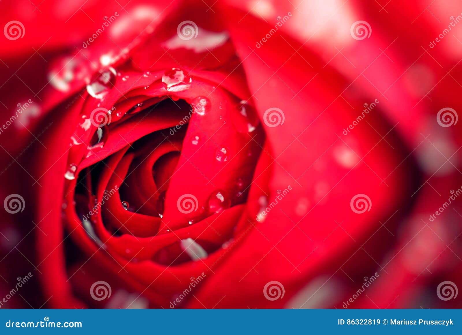 Close-up View of Beatiful Dark Red Rose Stock Image - Image of bouquet ...