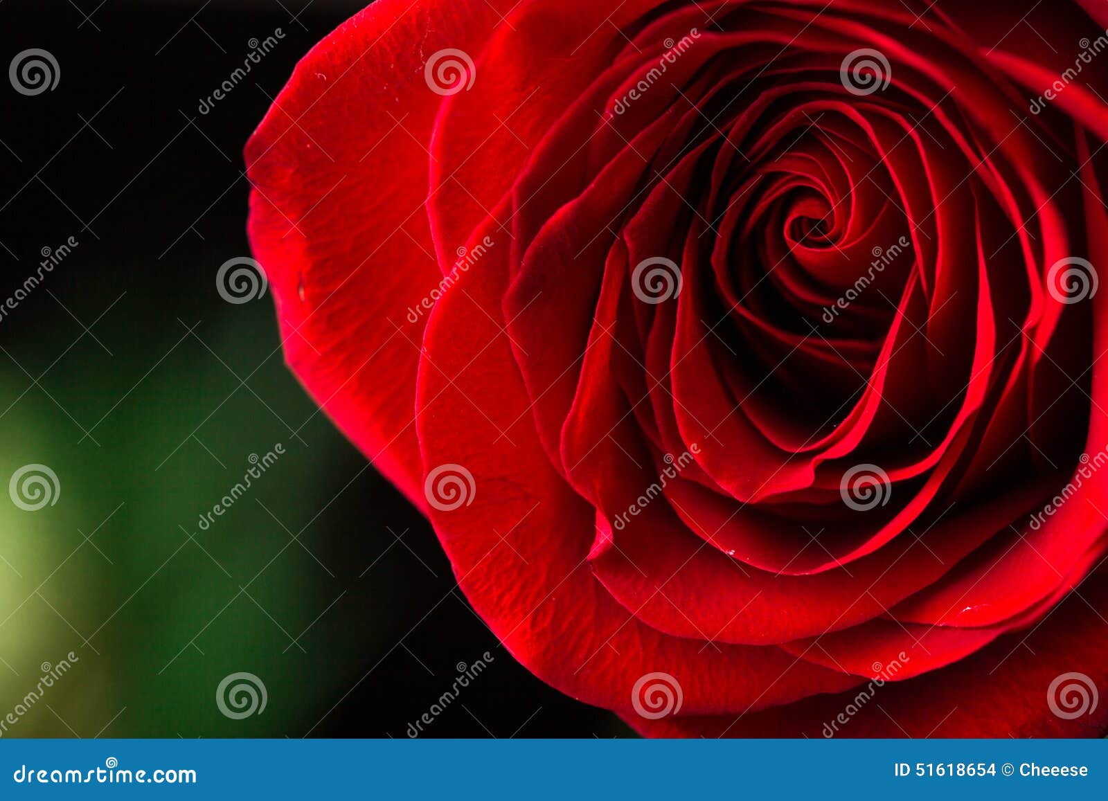 Close-up View of Beatiful Dark Red Rose Stock Photo - Image of closeup ...