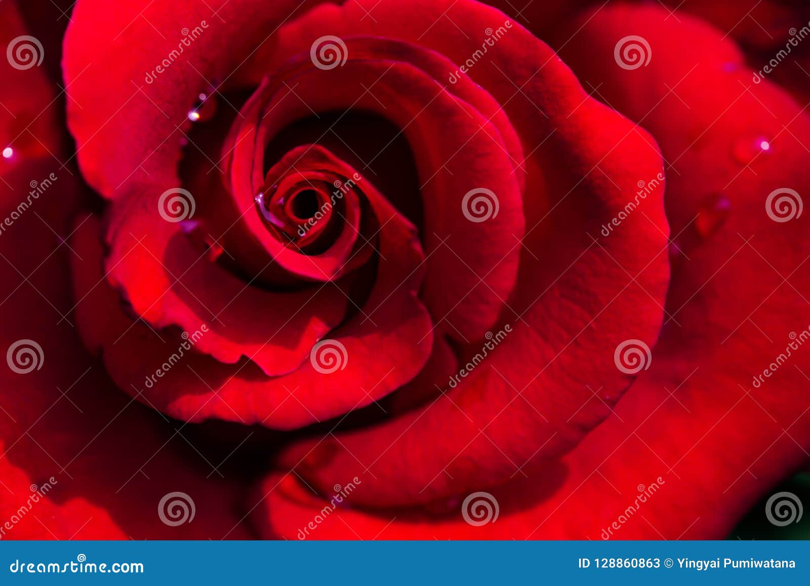 Close-up View of Beatiful Dark Red Rose.Vintage Style Image Stock Image ...