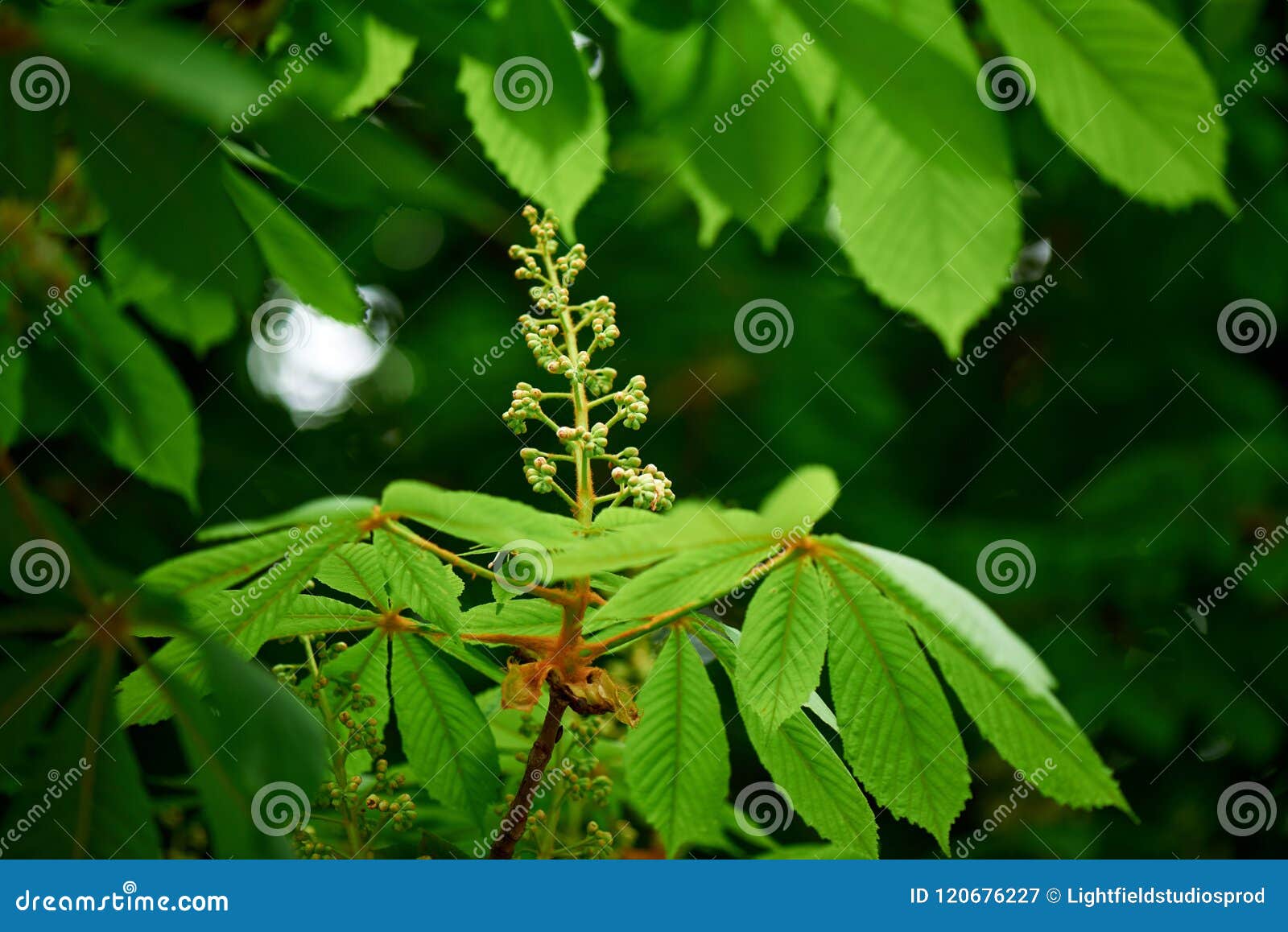 Close-up View of Beautiful Chestnut Tree with Bright Green Leaves Stock ...
