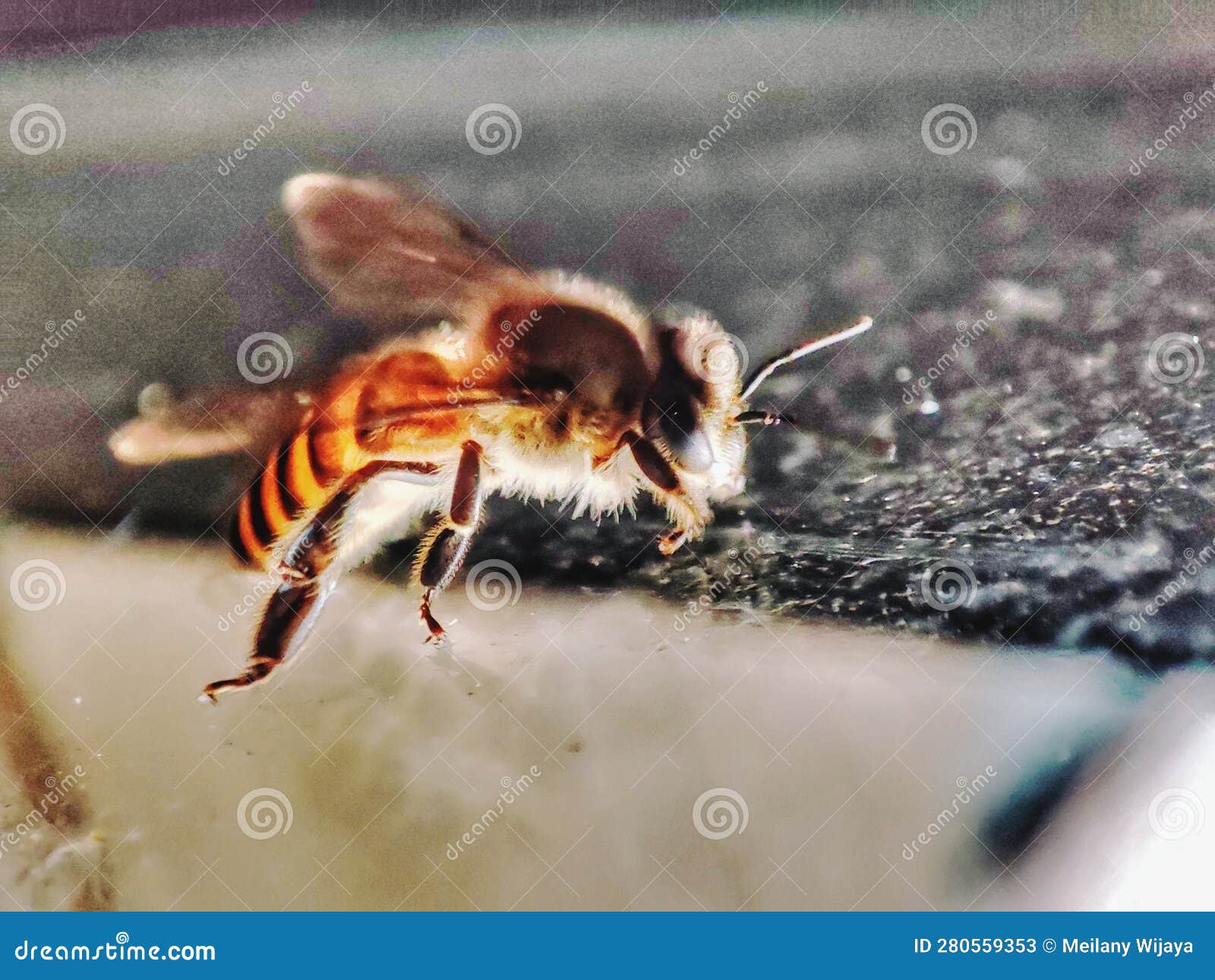 Close Up View of a Beautiful and Cute Bee Stock Image - Image of view ...