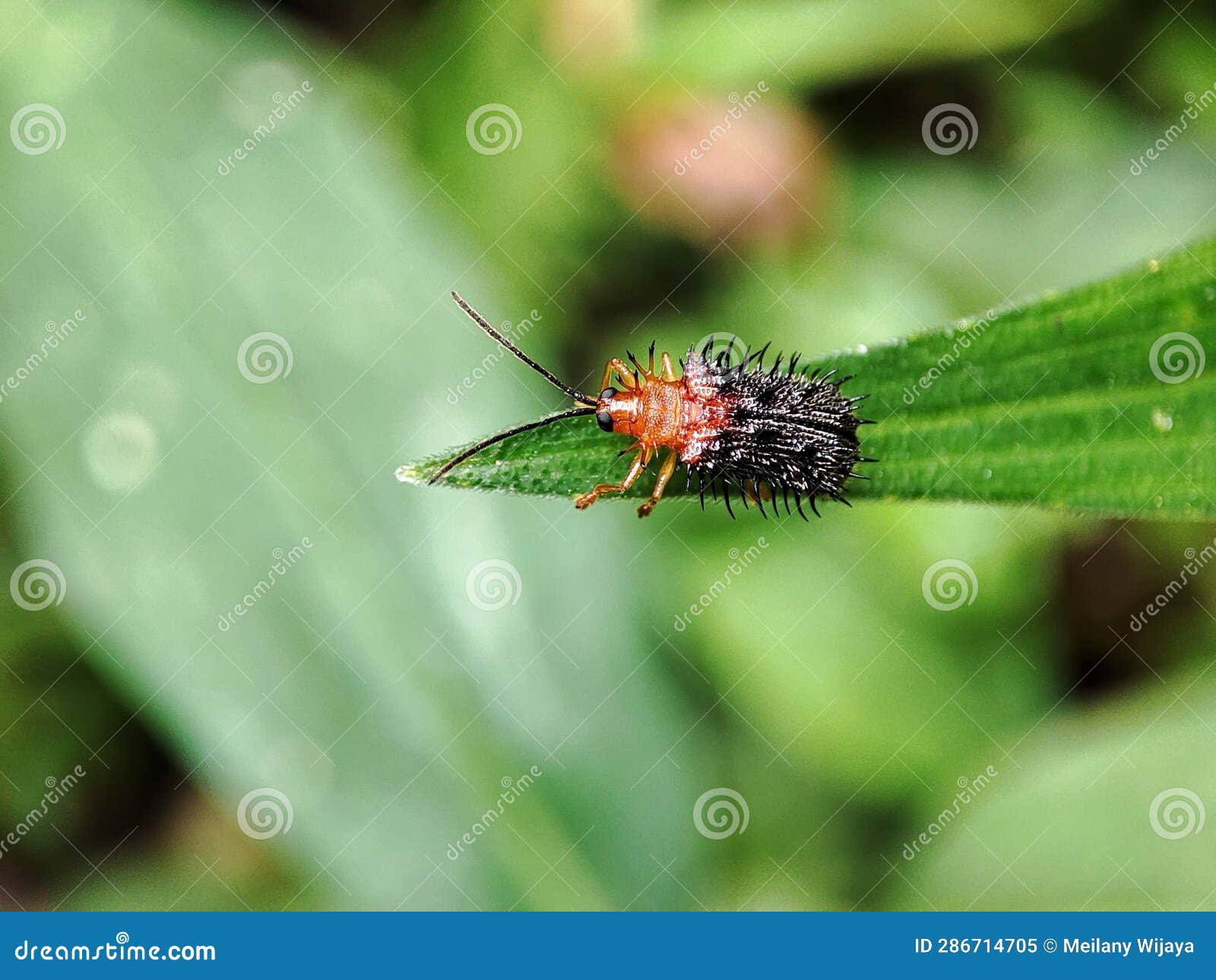 Close Up View of a Beautiful and Cute Bug on a Leaf Stock Image - Image ...