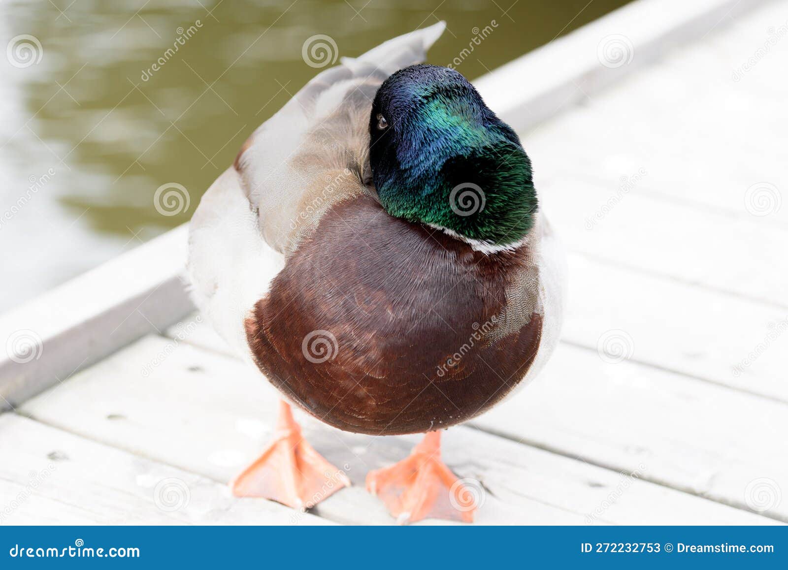 Close Up View of a Beautiful Mallard Duck Stock Image - Image of close ...