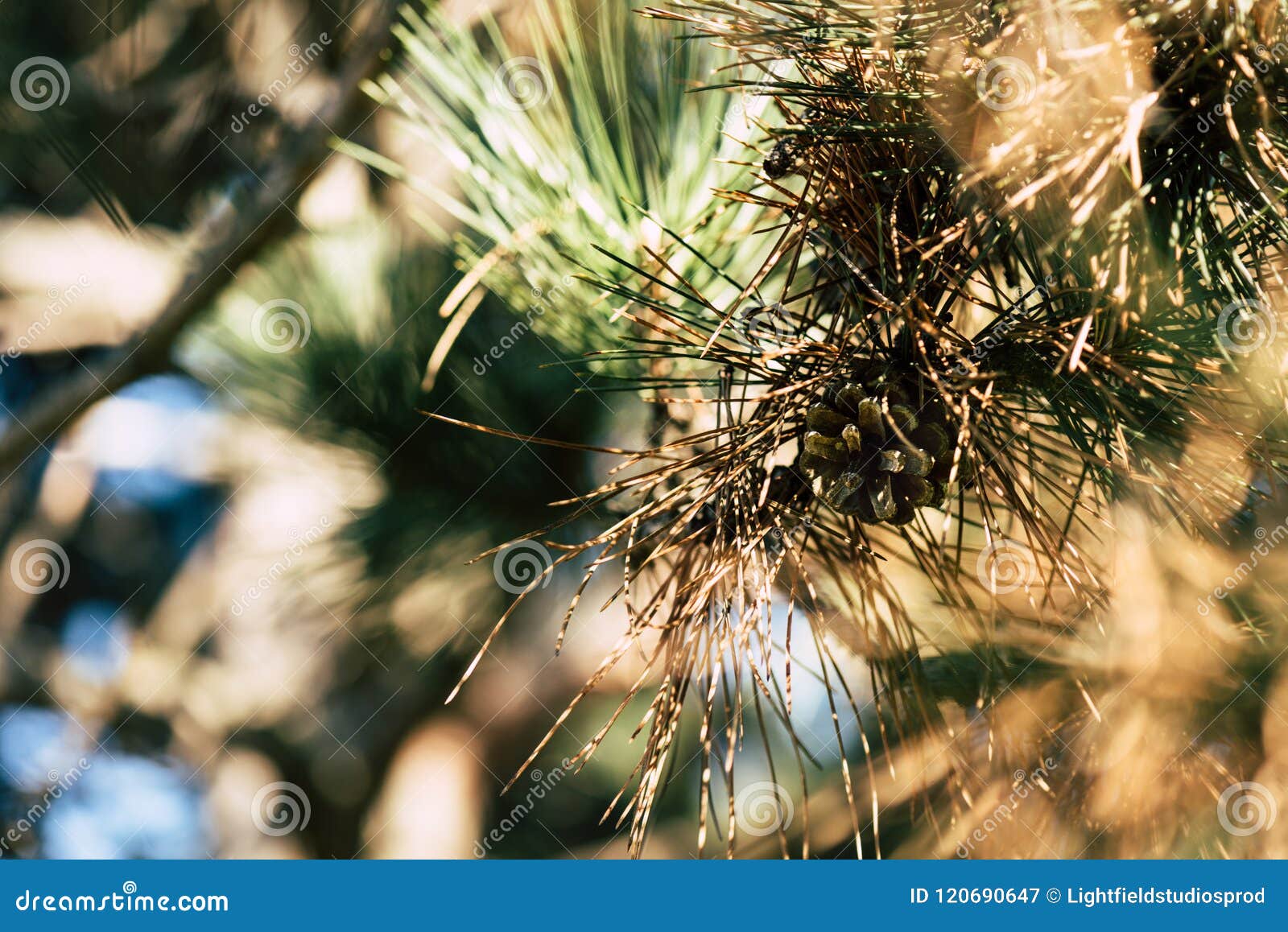 Close-up View of Beautiful Pine Tree Branch Stock Image - Image of ...