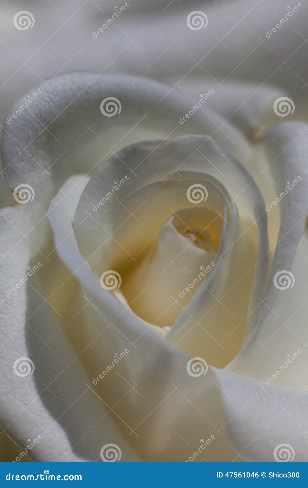Close Up View of a Beautiful White Rose. Stock Photo - Image of ...