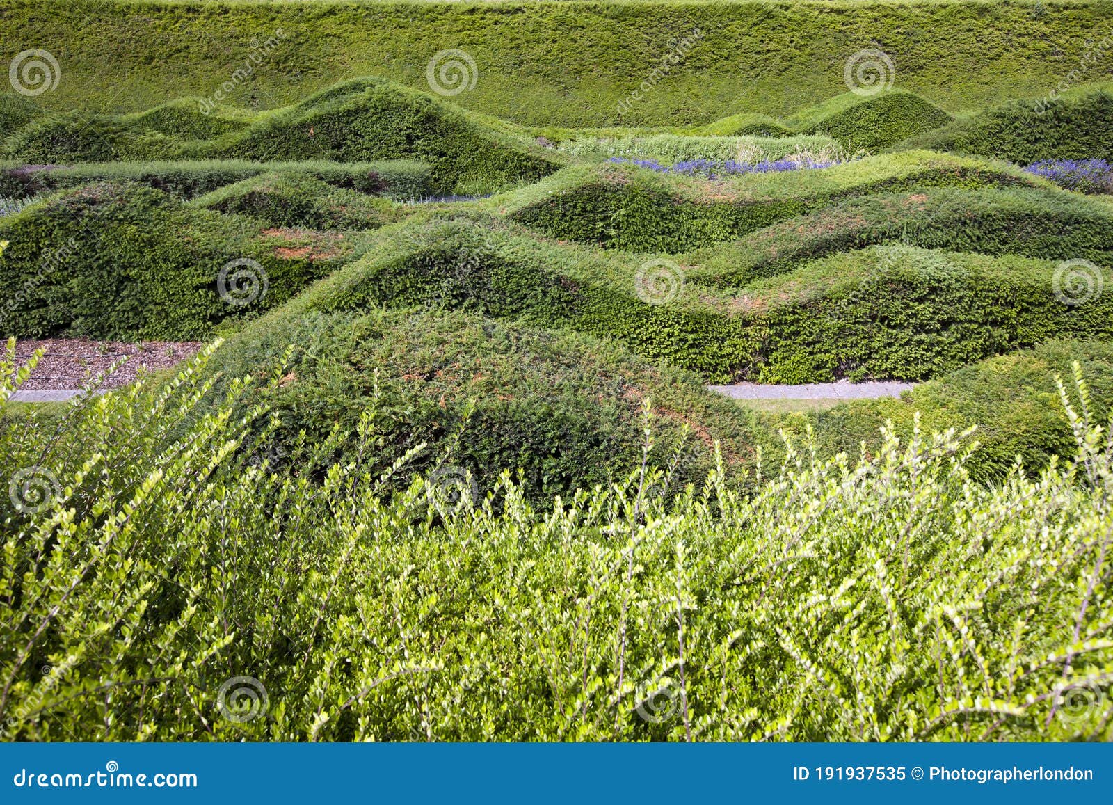Close Up View of Beautifully Designed Hedges Stock Image - Image of ...