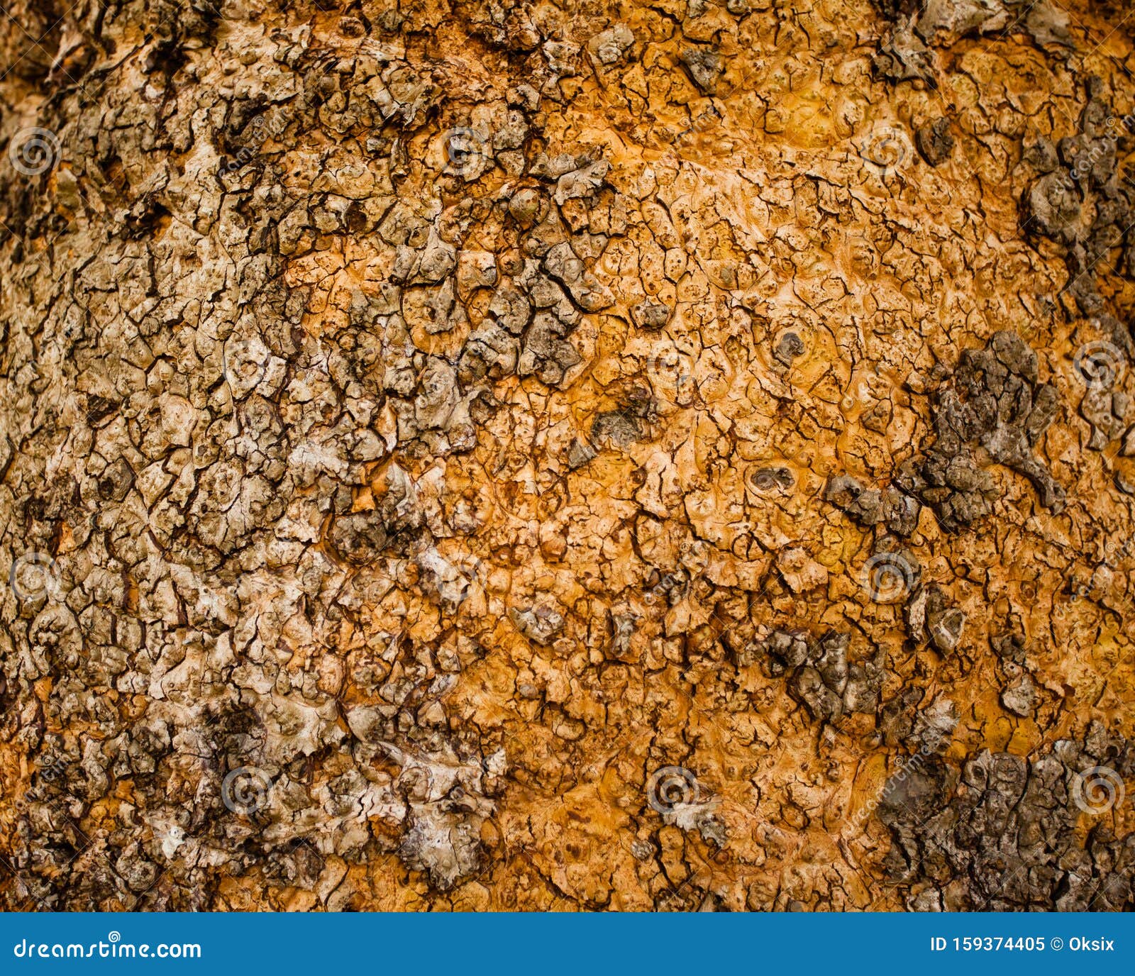 Close Up View of Beech Bark Texture Stock Image - Image of table, rind ...