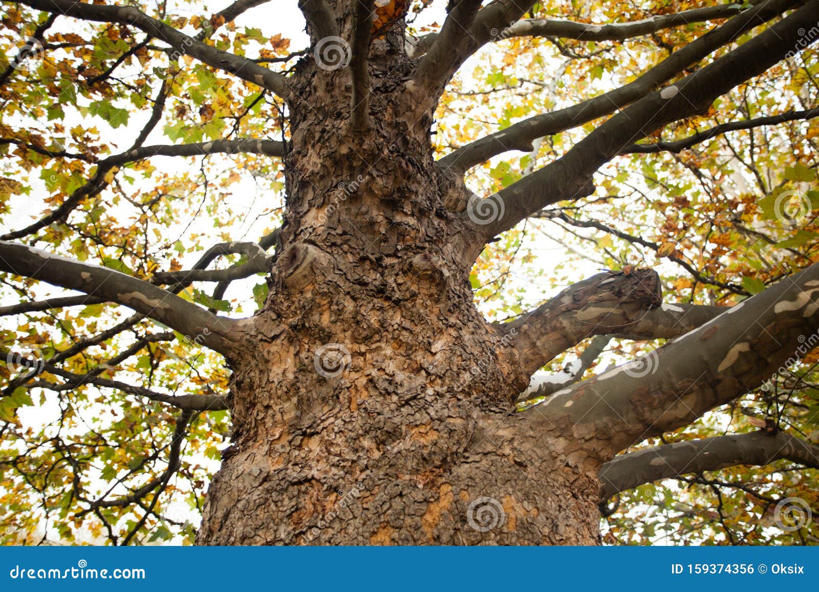 Close Up View of Beech Tree with Branches Stock Photo - Image of teak ...