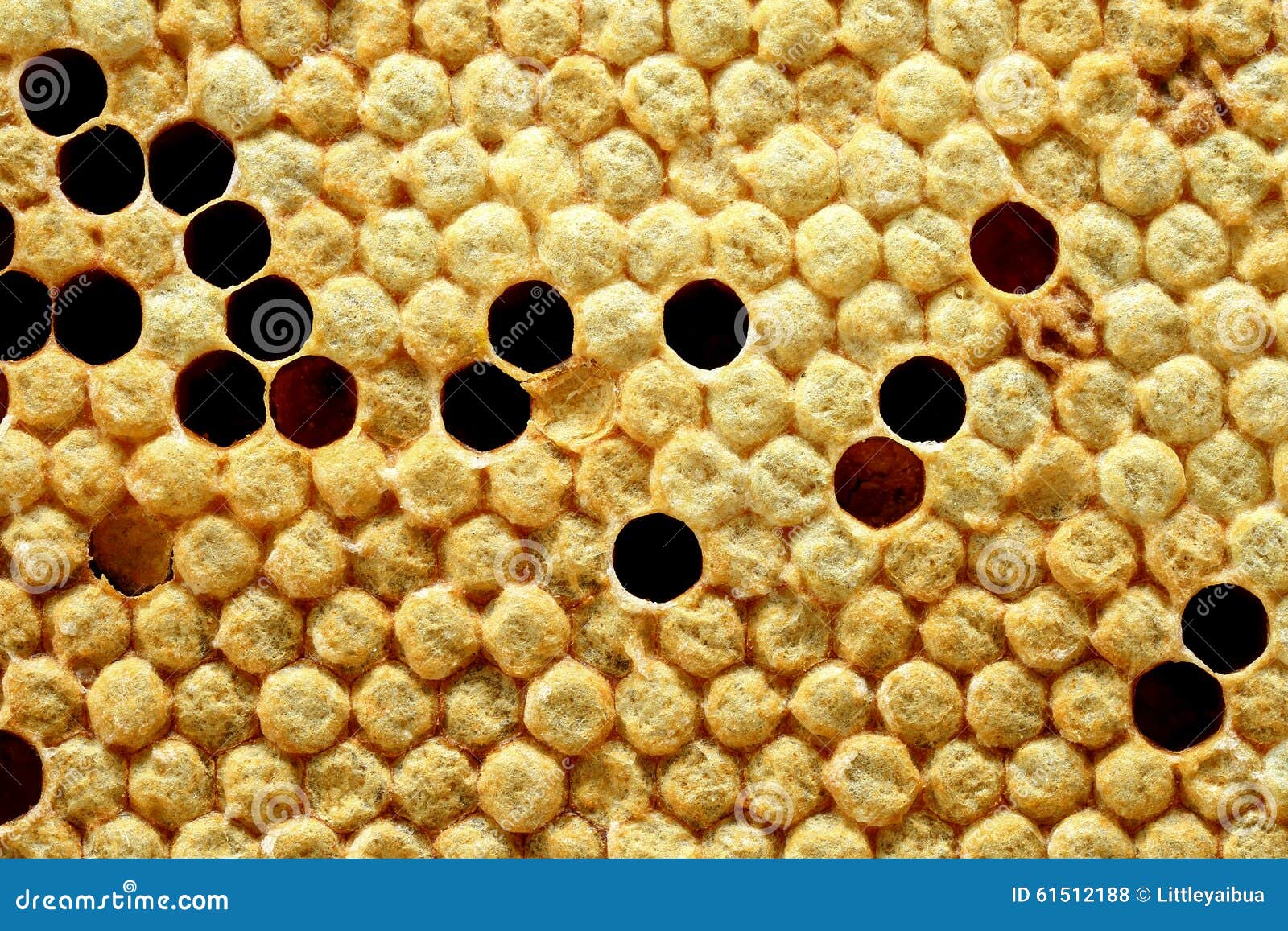 Close Up View of Bees,bee Larvae on Honey Cells. Stock Photo - Image of ...