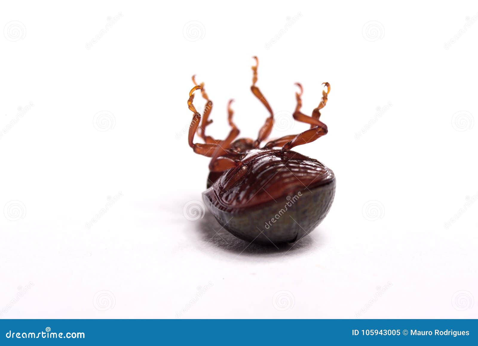 Flipped beetle bug stock image. Image of back, insect - 105943005