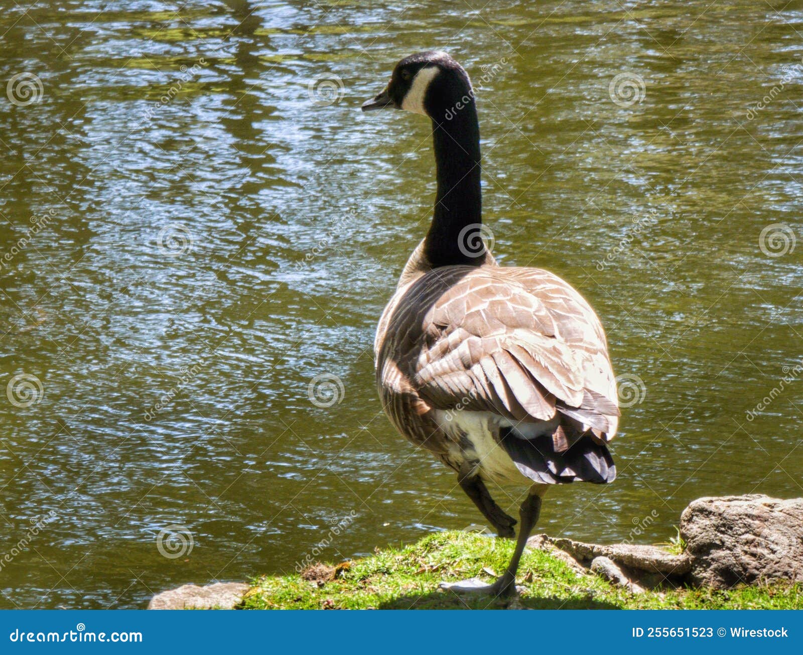 Close-up View from Behind of a Goose Perching on the Grass by the Water ...