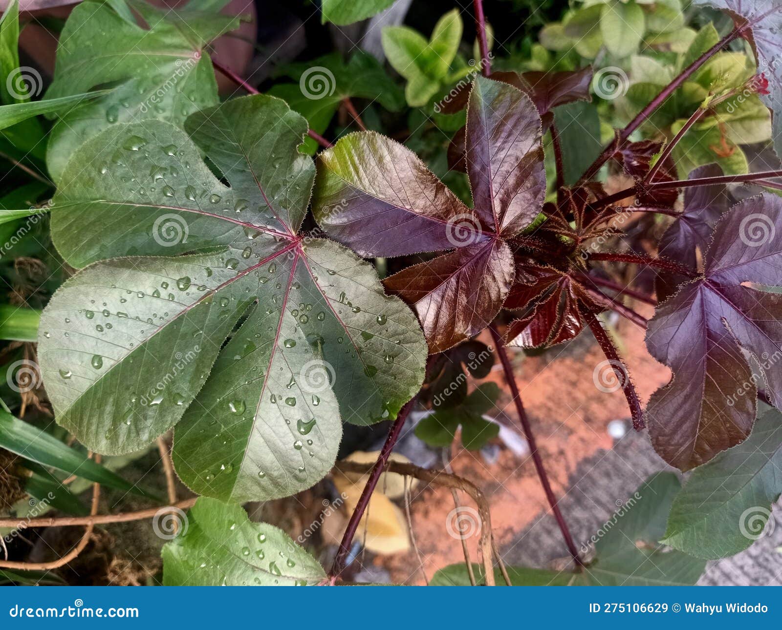 Close Up View of Bellyache Bush Plant Stock Image - Image of green ...