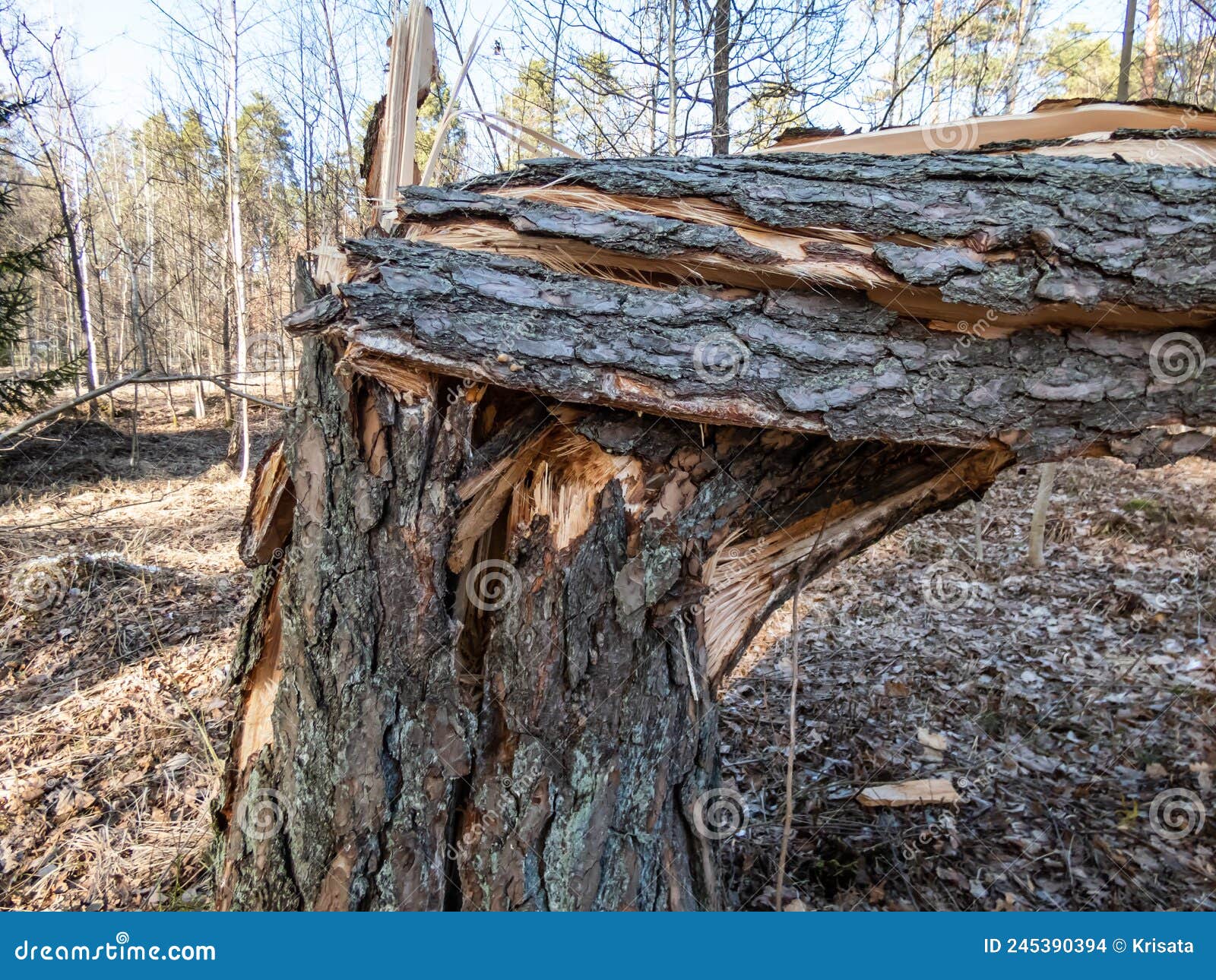 Close-up View of Big, Broken Tree Trunk after Wind Storm with ...