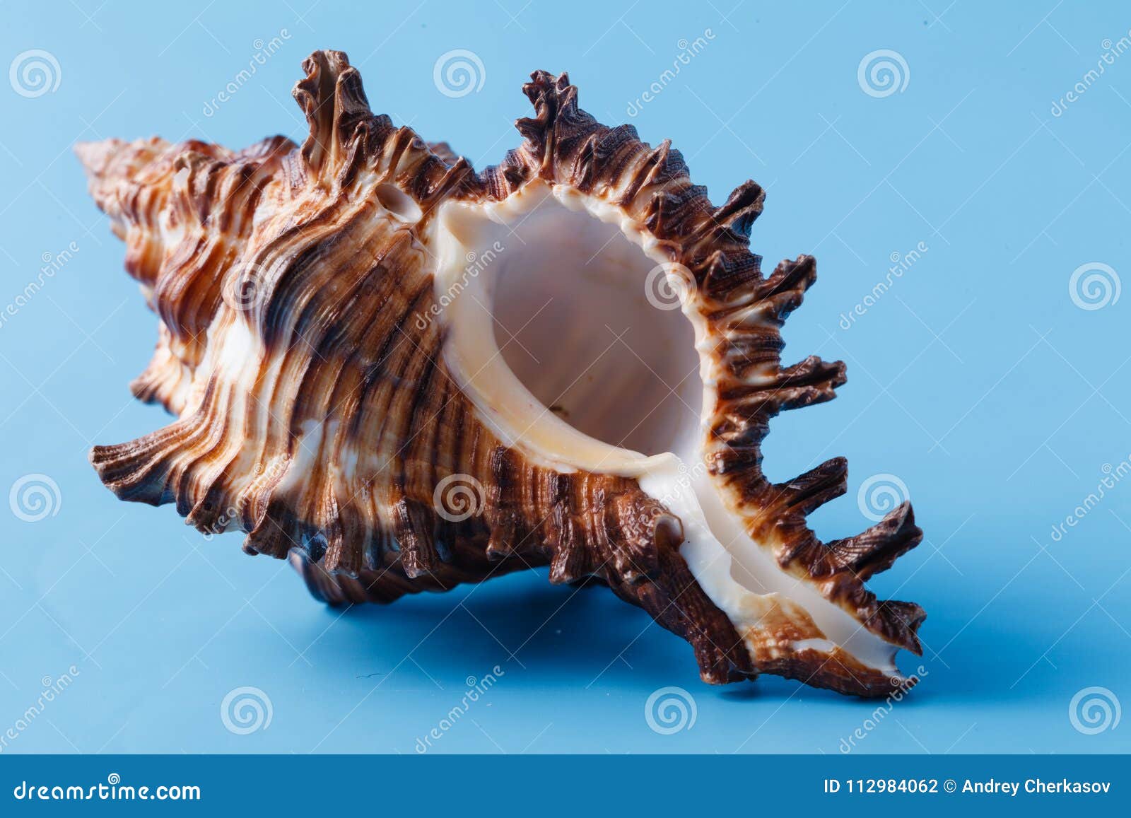 Close Up View of Big Sea Shell on Plain Blue Background Stock Photo ...
