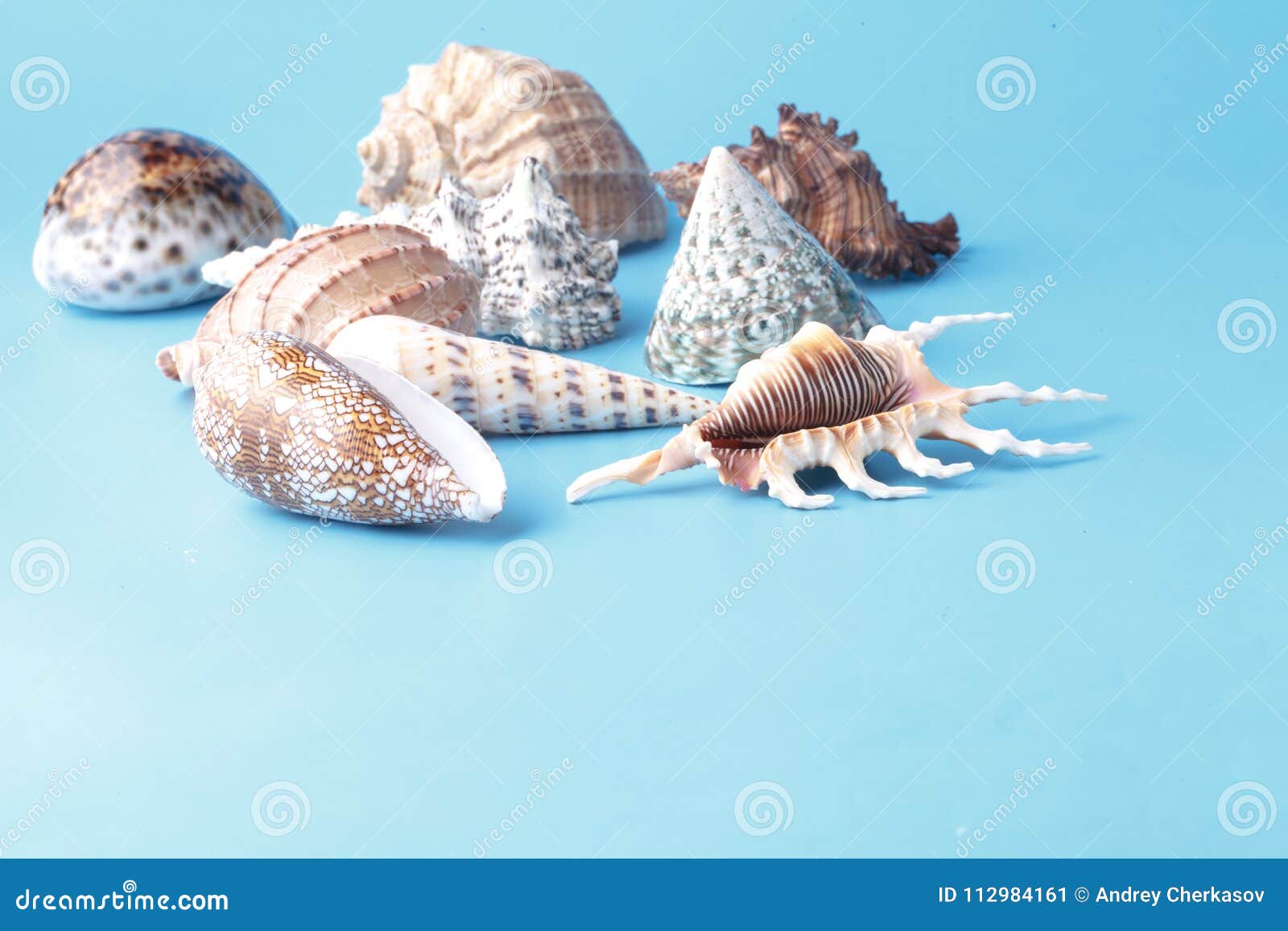 Close Up View of Big Sea Shell on Plain Blue Background Stock Image ...