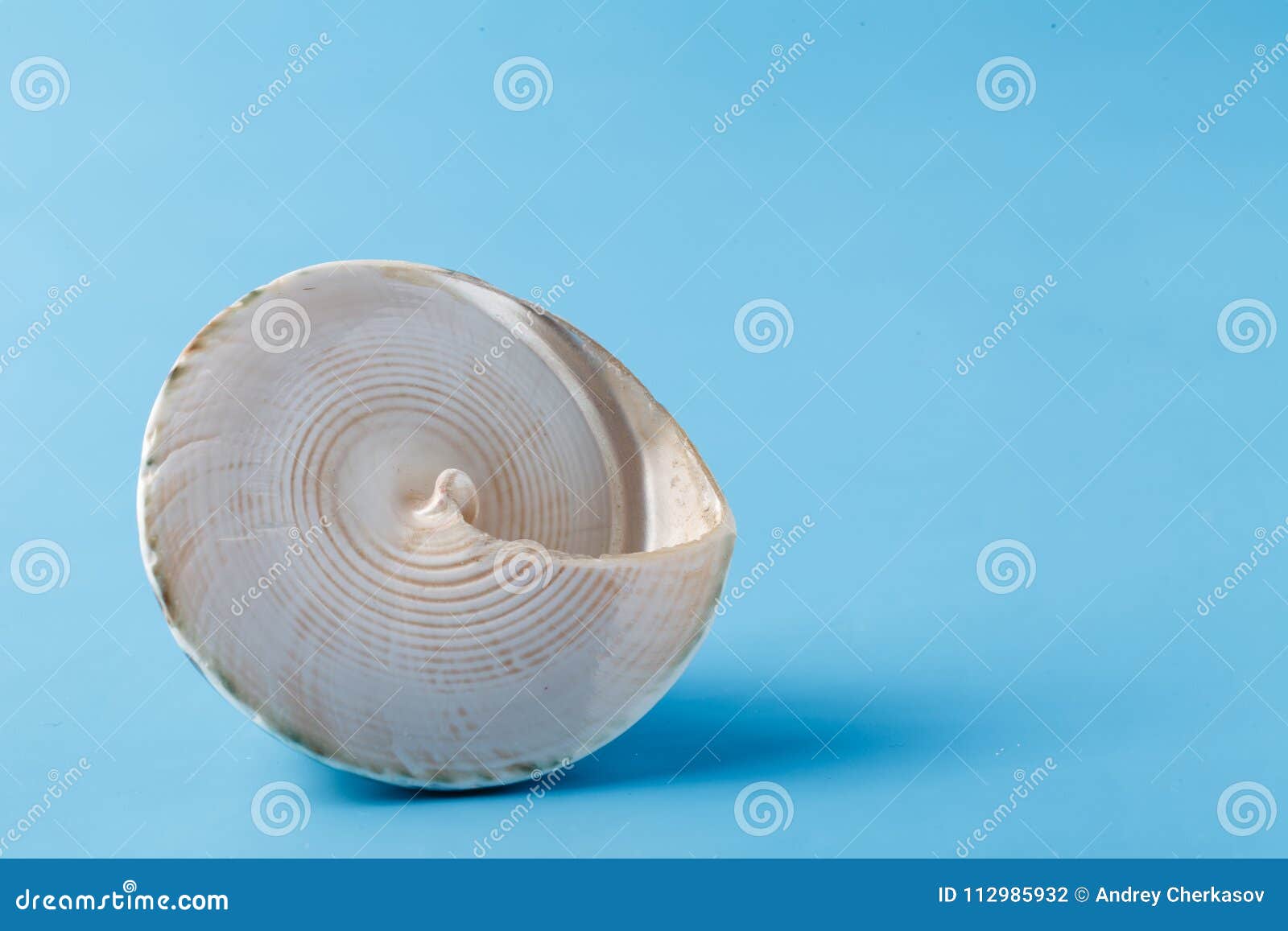 Close Up View of Big Sea Shell on Plain Blue Background Stock Photo ...