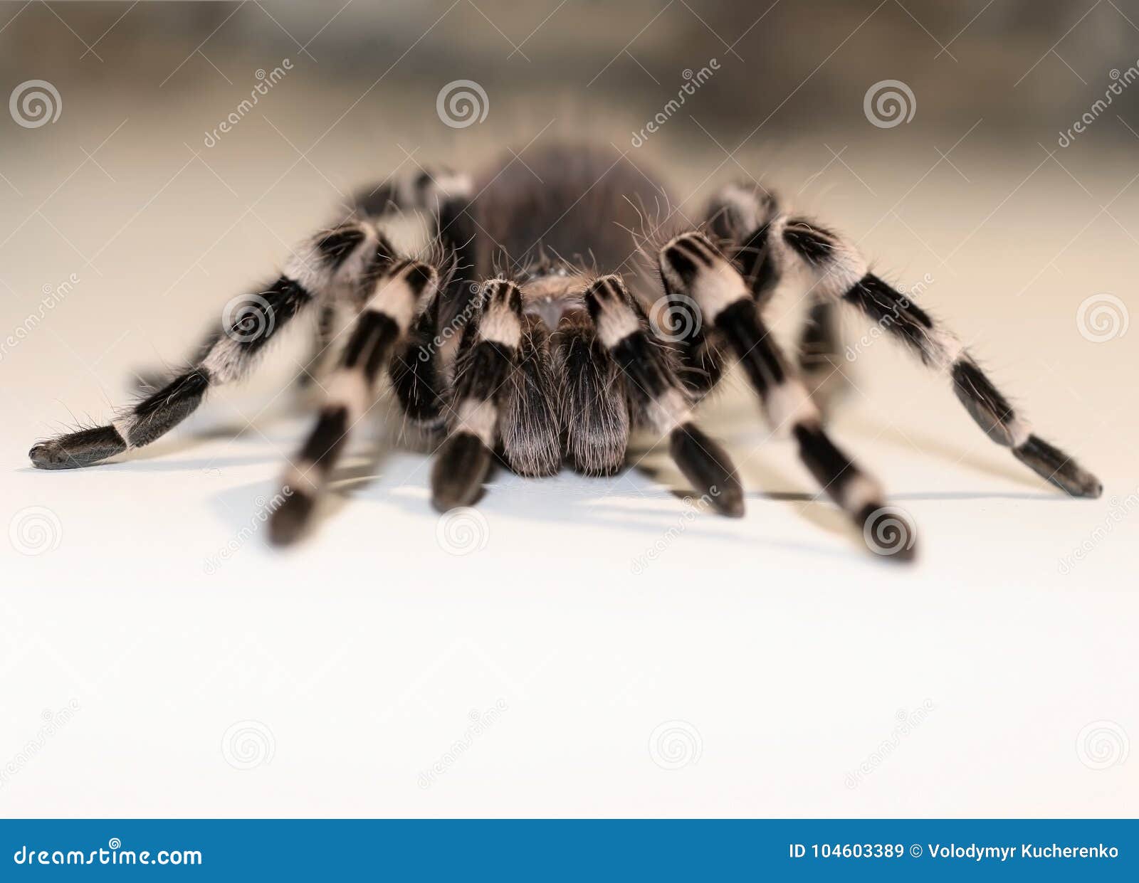 321 Spider Tarantulas Stock Photos - Free & Royalty-Free Stock Photos ...