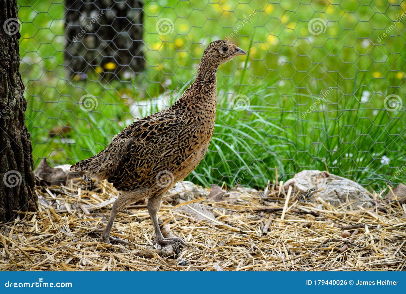 Close up view of bird stock photo. Image of nature, bird - 179440026
