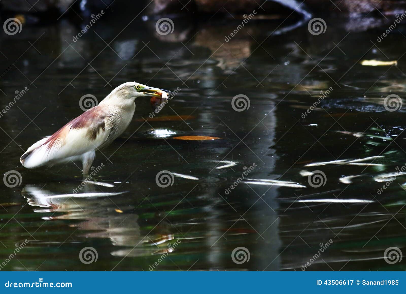 Close Up View of a Bird with Fish Stock Image - Image of city, garden ...
