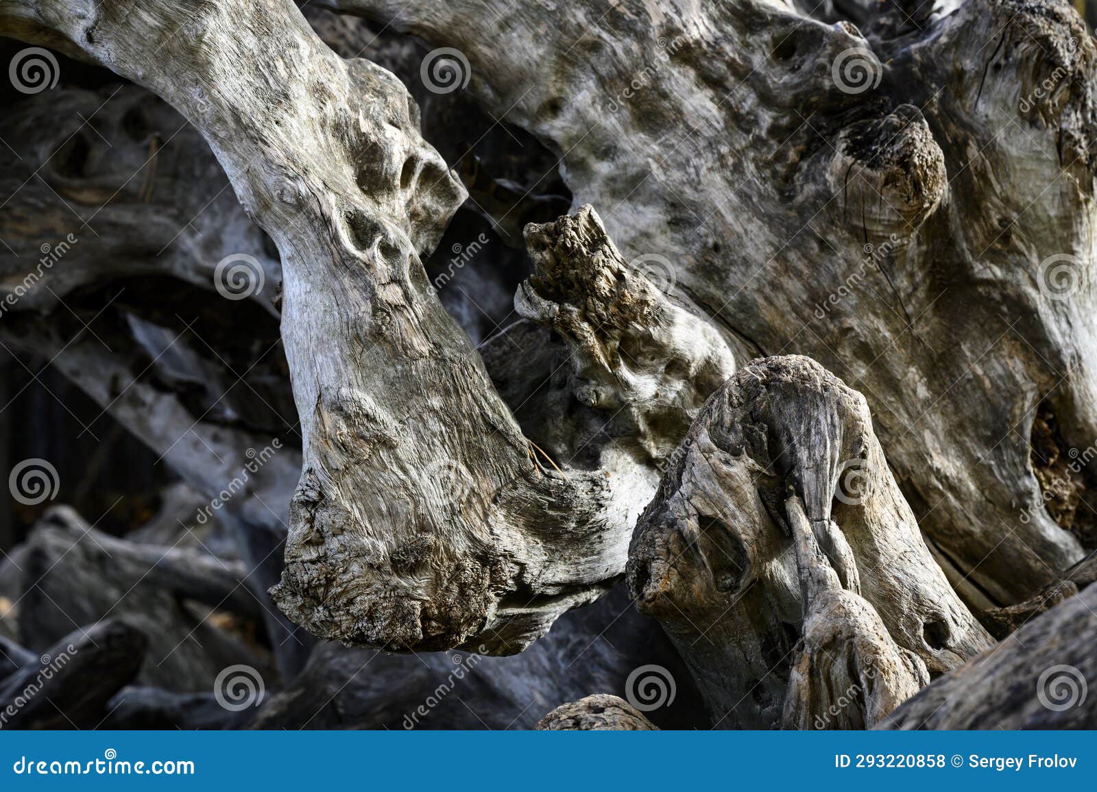 Close Up View of the Bizarre Twists of the Roots of a Snag of a Felled ...