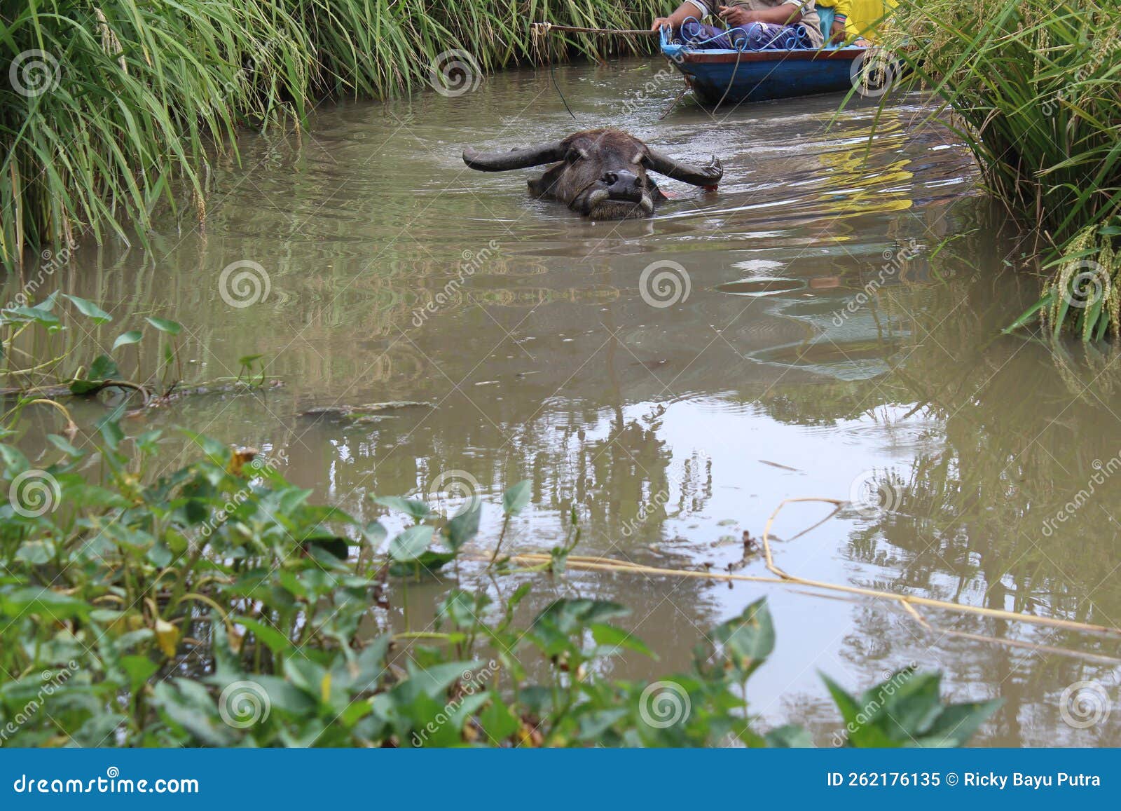 Close-up View of Black Buffalo or Water Buffalo Wading in Water Pulling ...