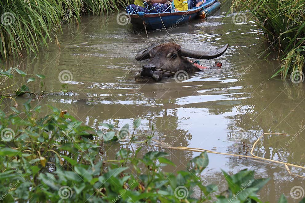 Close-up View of Black Buffalo or Water Buffalo Wading in Water Pulling ...