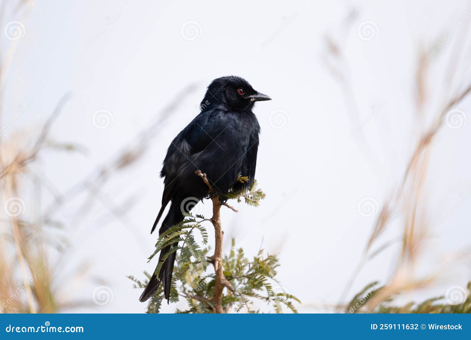 Close-up View of a Black Drongo Perching on Top of a Tree Branch Stock ...