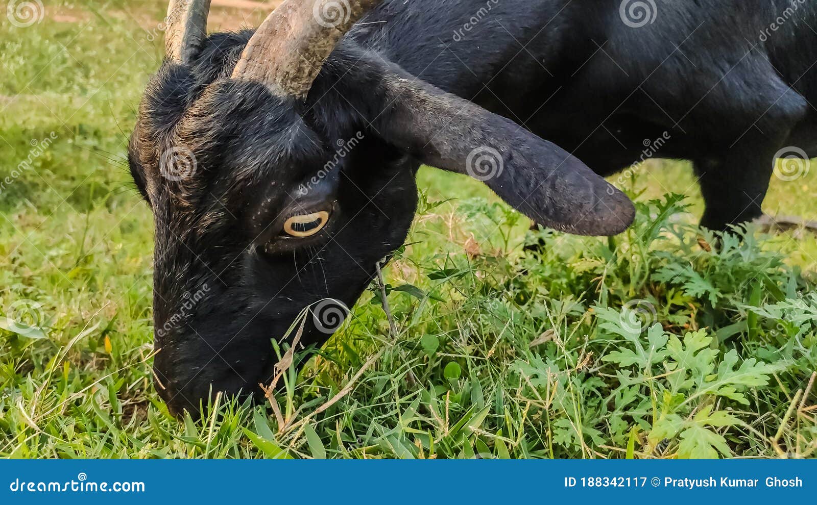 Close Up View of a Black Goat Stock Image - Image of cheerful, outdoors ...