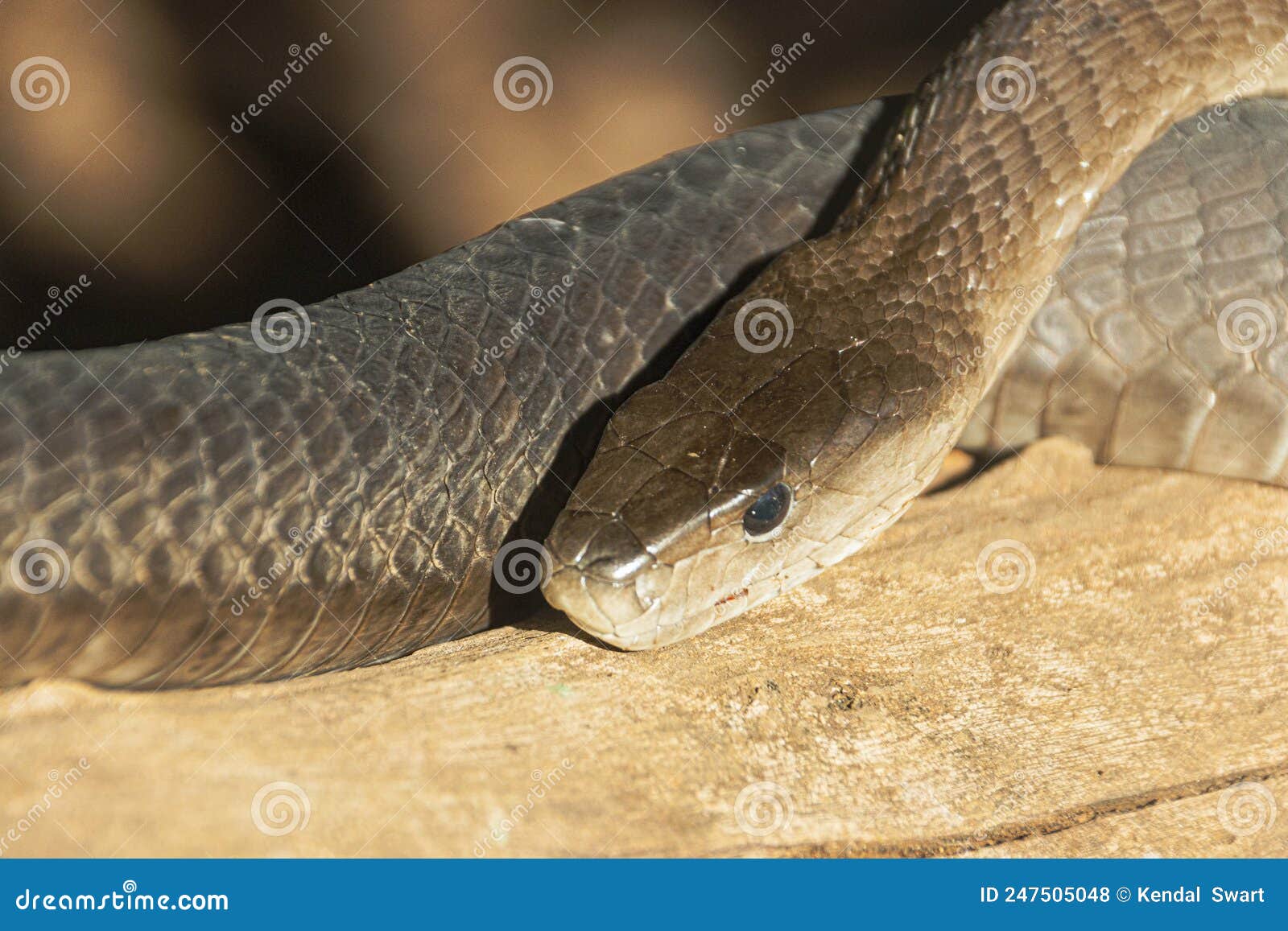 Black mamba stock photo. Image of black, death, outside - 247505048