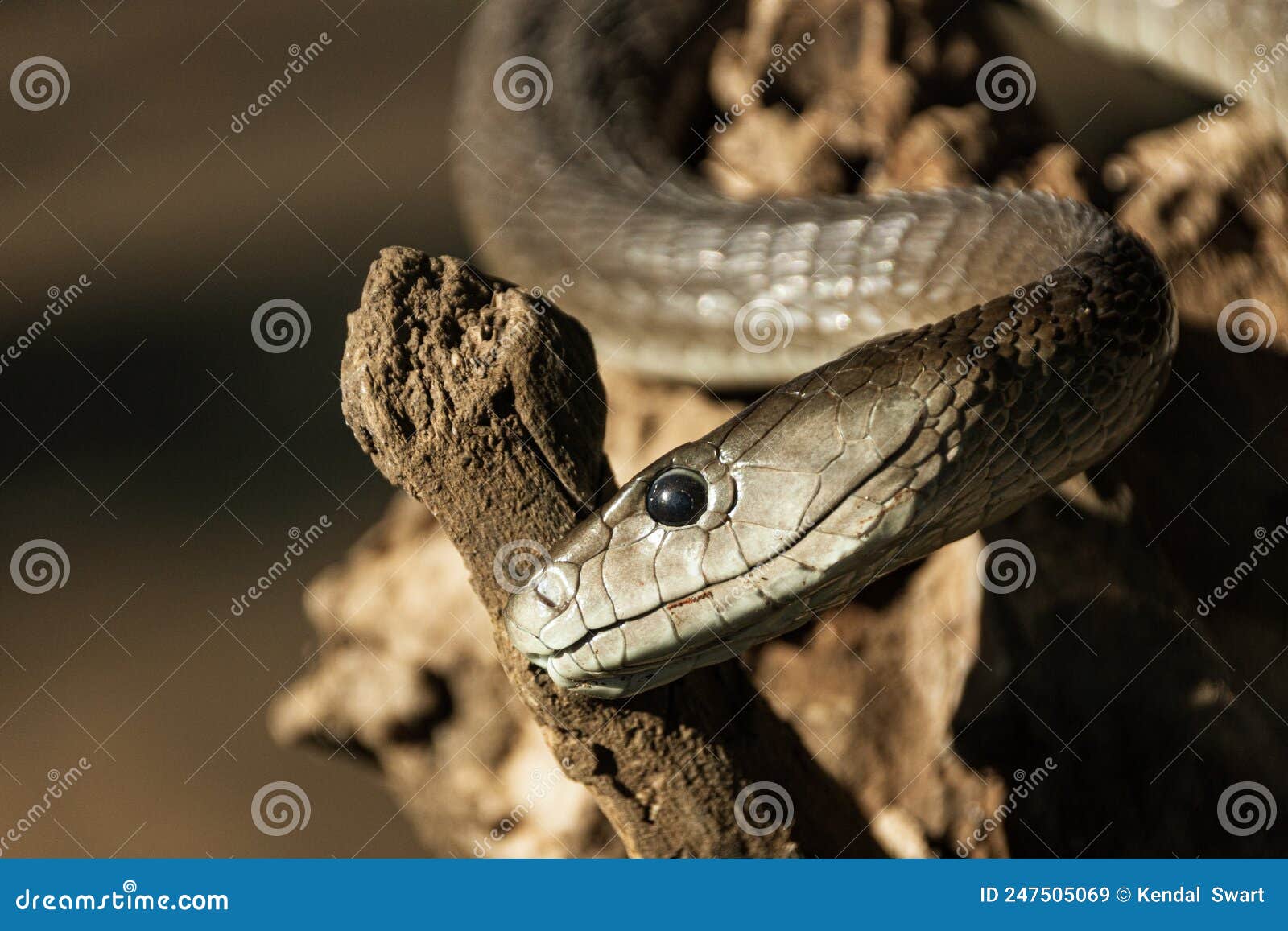 Close Up View of a Black Mamba on a Branch Stock Image - Image of death ...