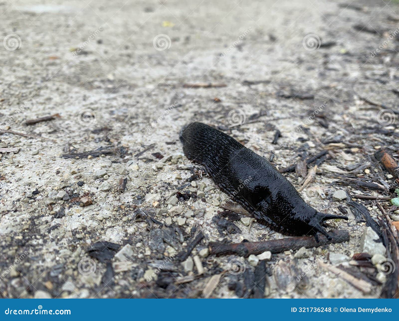 A Close-up View of a Black Slug Crawling Across a Gravel Path Stock ...
