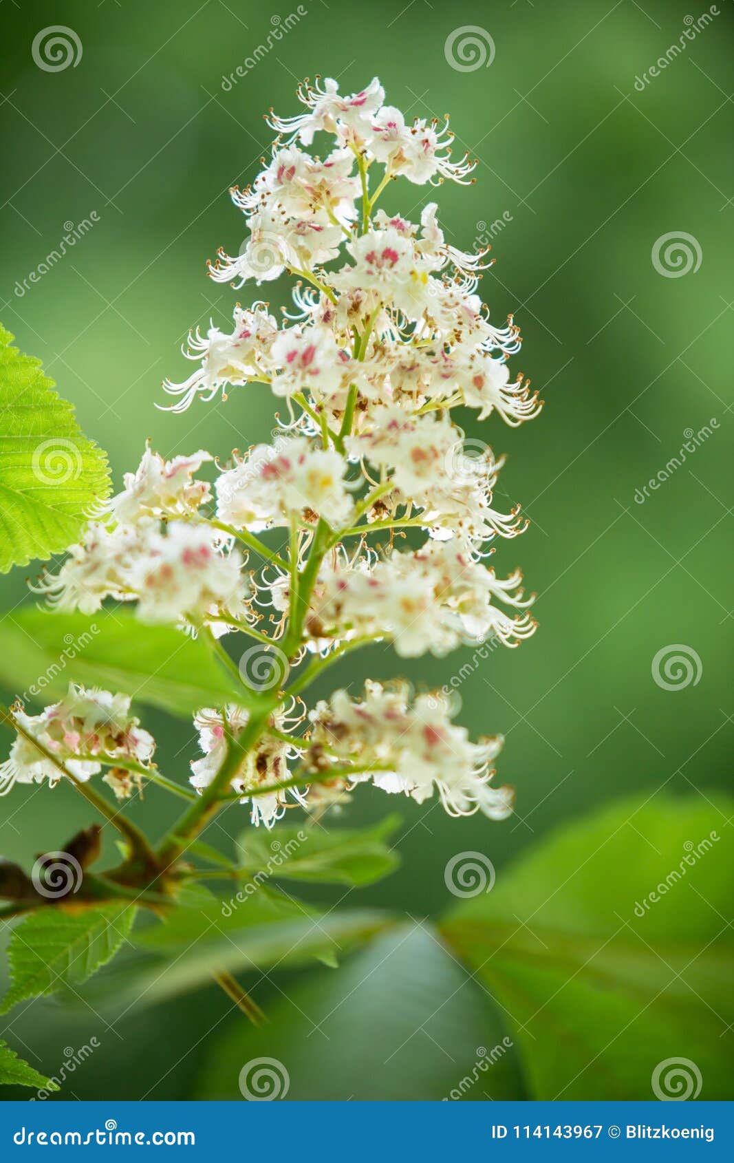 Chestnut tree on Spring stock image. Image of outdoor - 114143967
