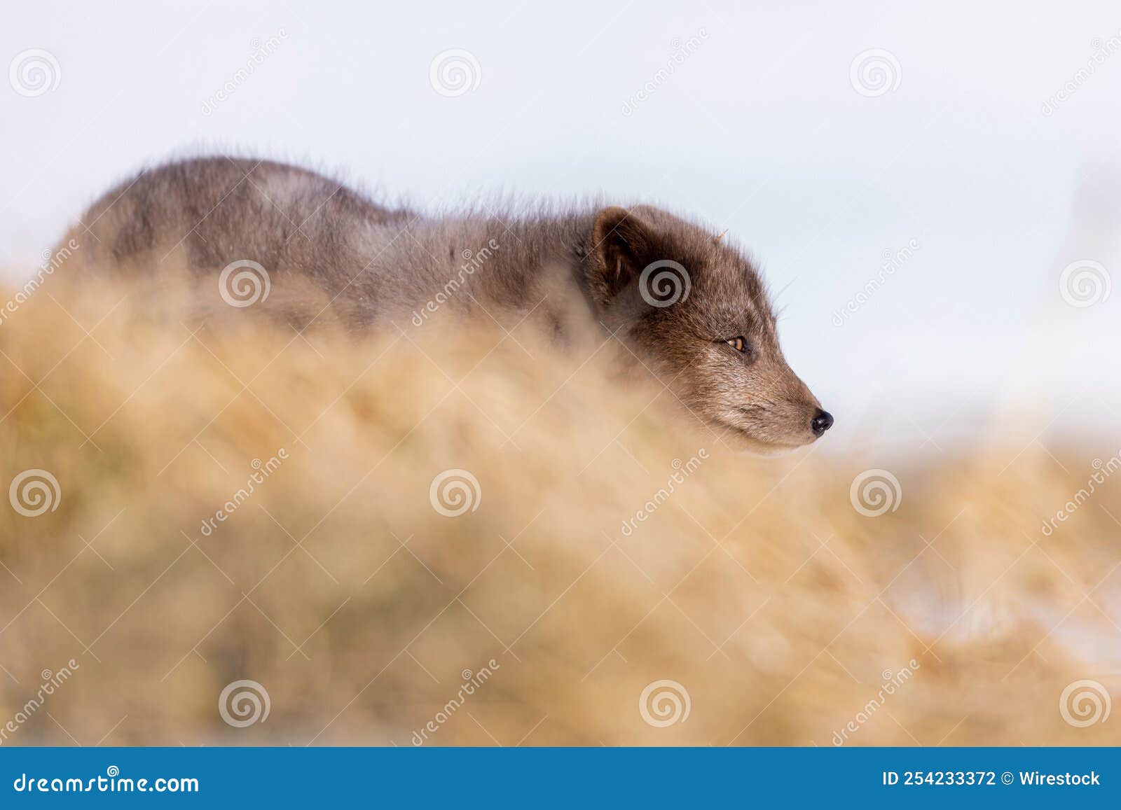 Close-up View of a Blue Arctic Fox Hiding Behind the Grass Stock Photo ...