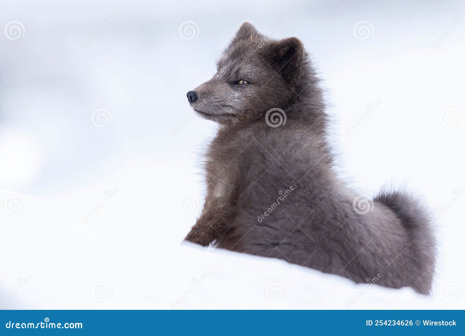 Close-up View of a Blue Arctic Fox Looking Sideways in the Snow-covered ...