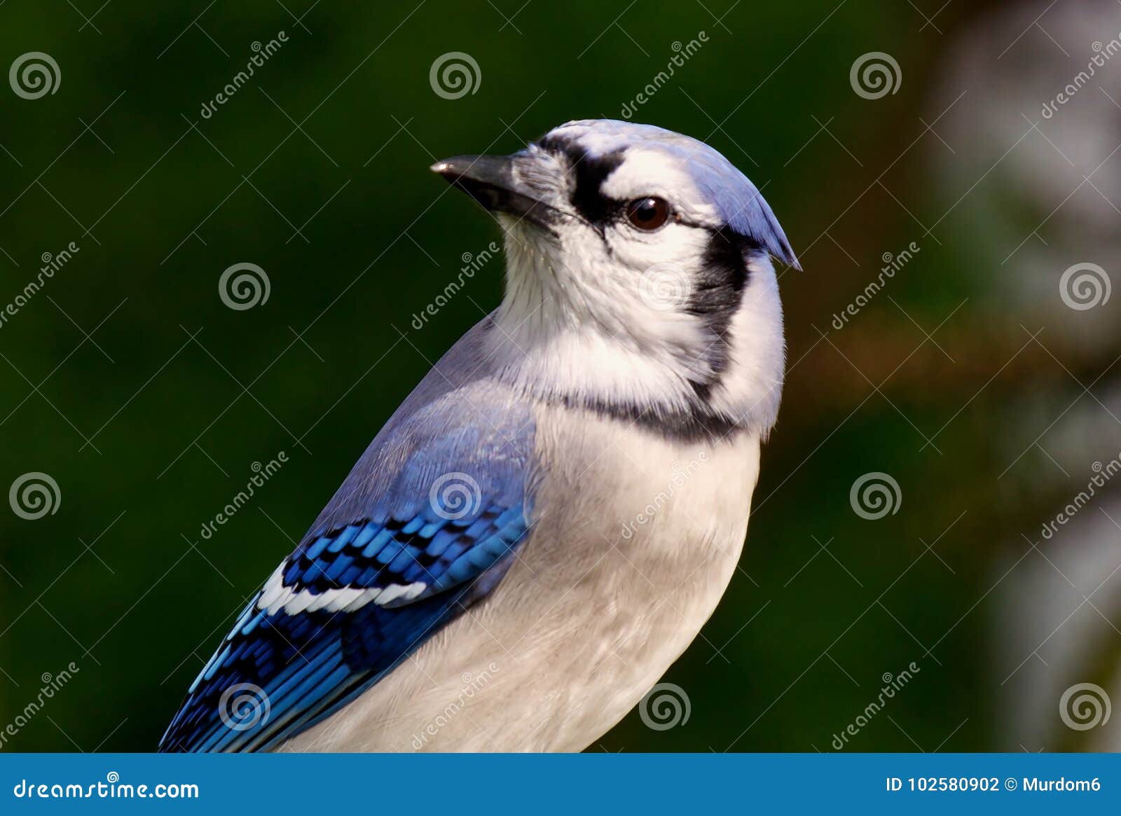 Blue Jay stock photo. Image of backyard, bokeh, bird - 102580902
