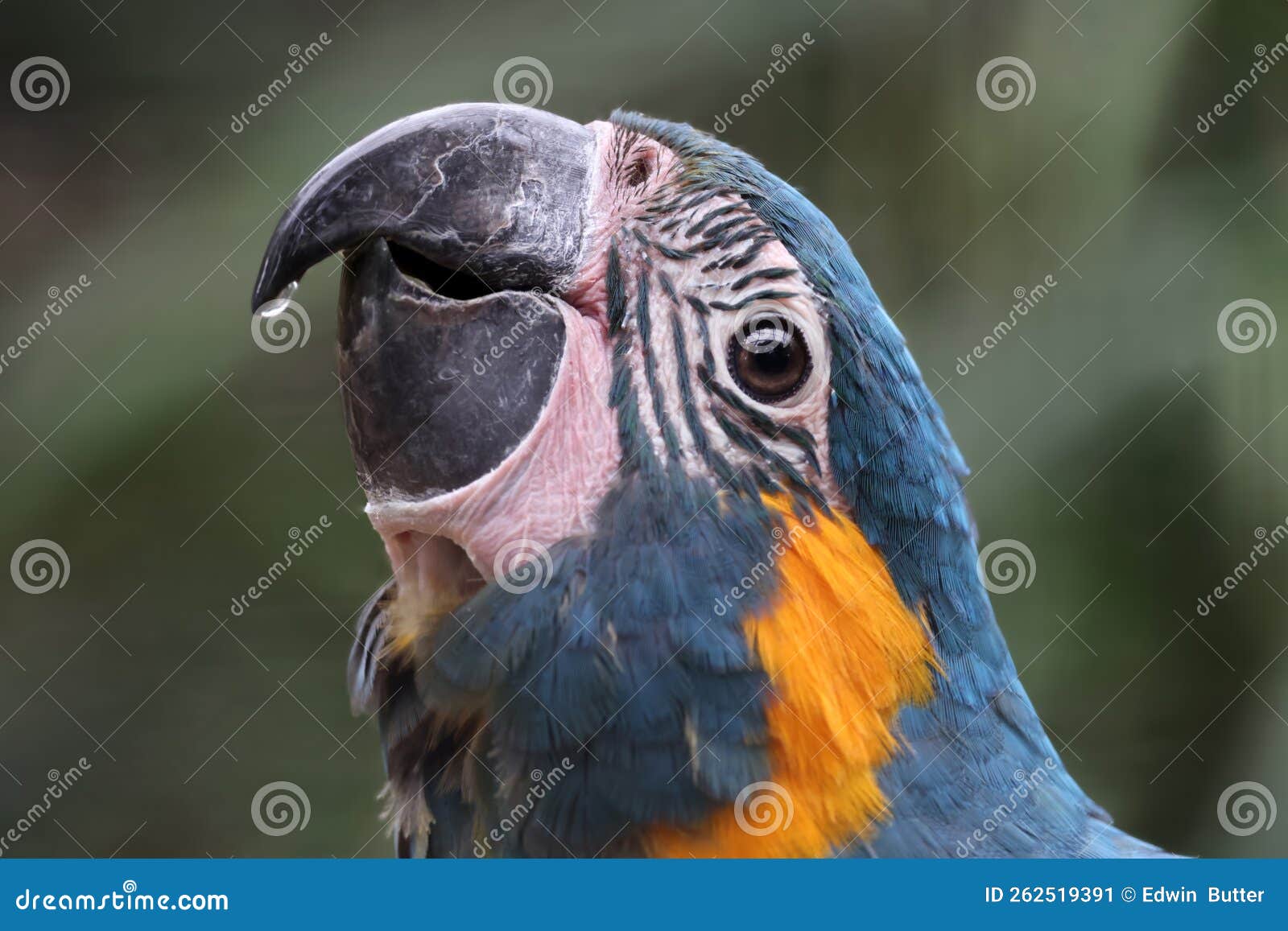 Close Up View of a Blue-throated Macaw Stock Image - Image of close ...