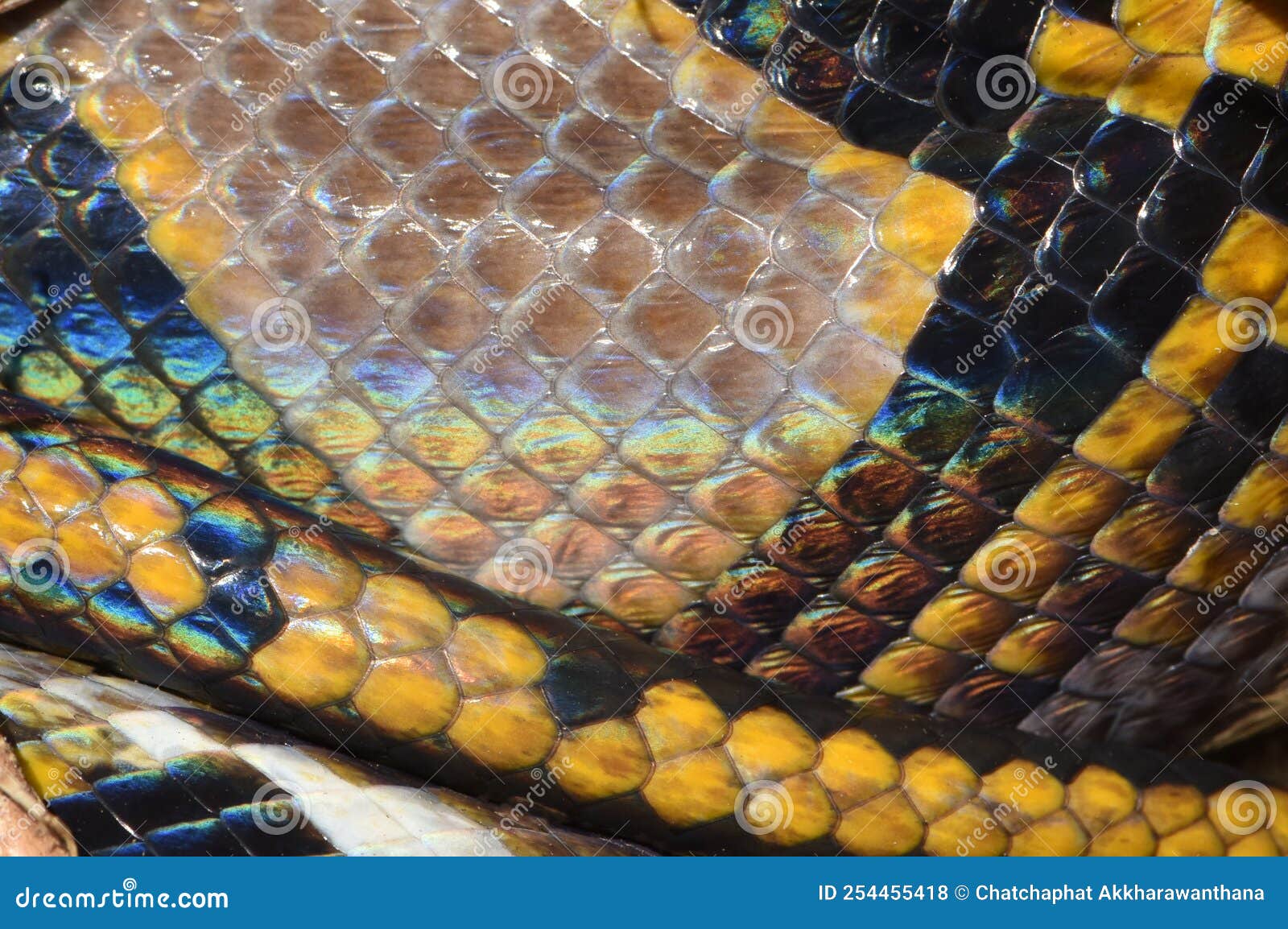 Close Up View of Boa Skin Texture Stock Photo - Image of fauna ...