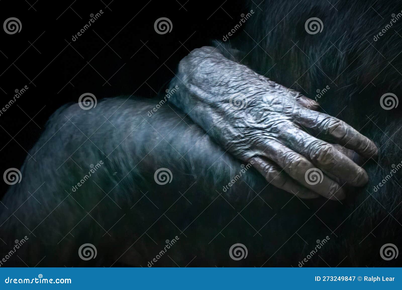 Close-up View of a Bonobo Monkeys Hand Stock Image - Image of monkey ...
